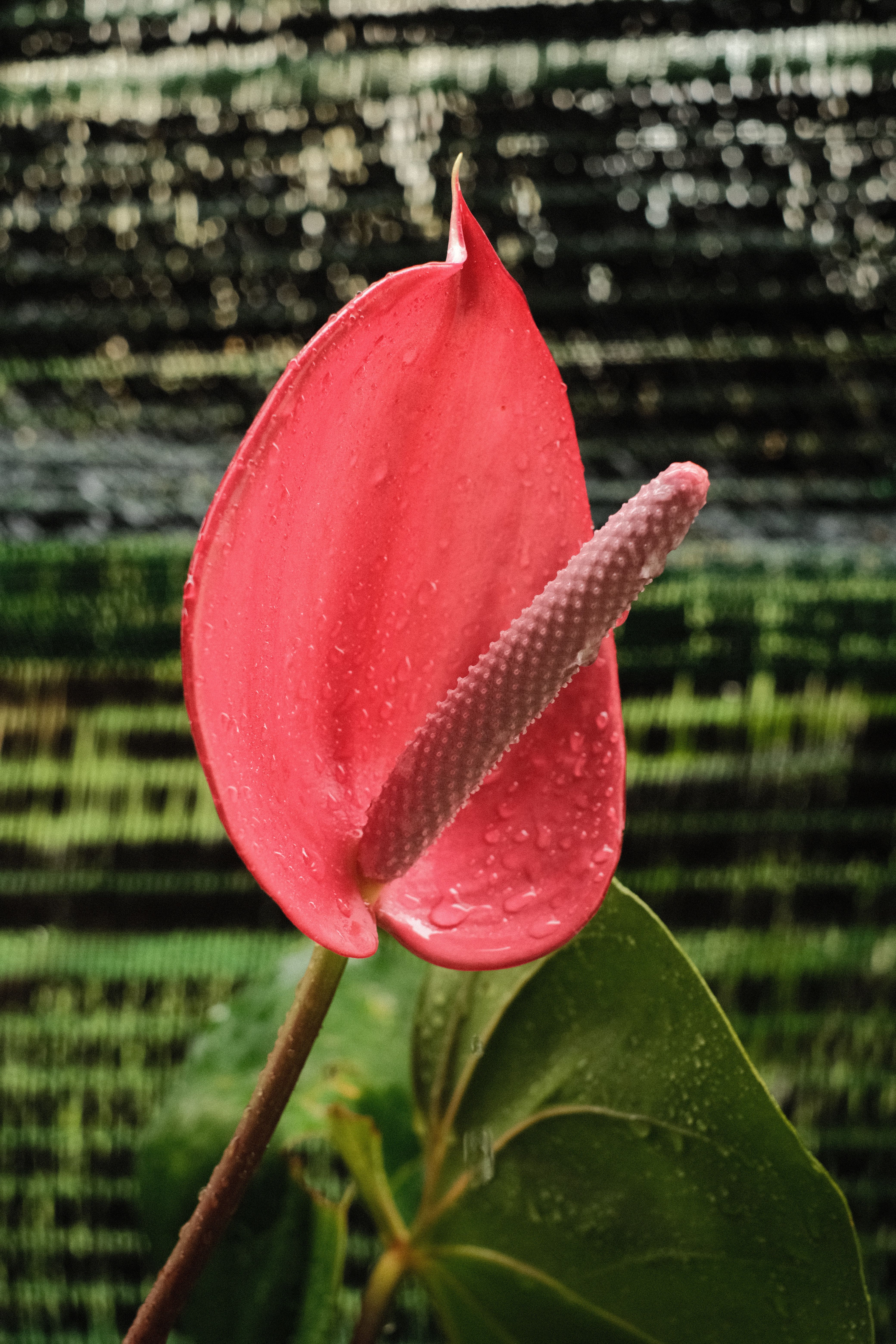 Close-Up Shot of an Anthurium · Free Stock Photo