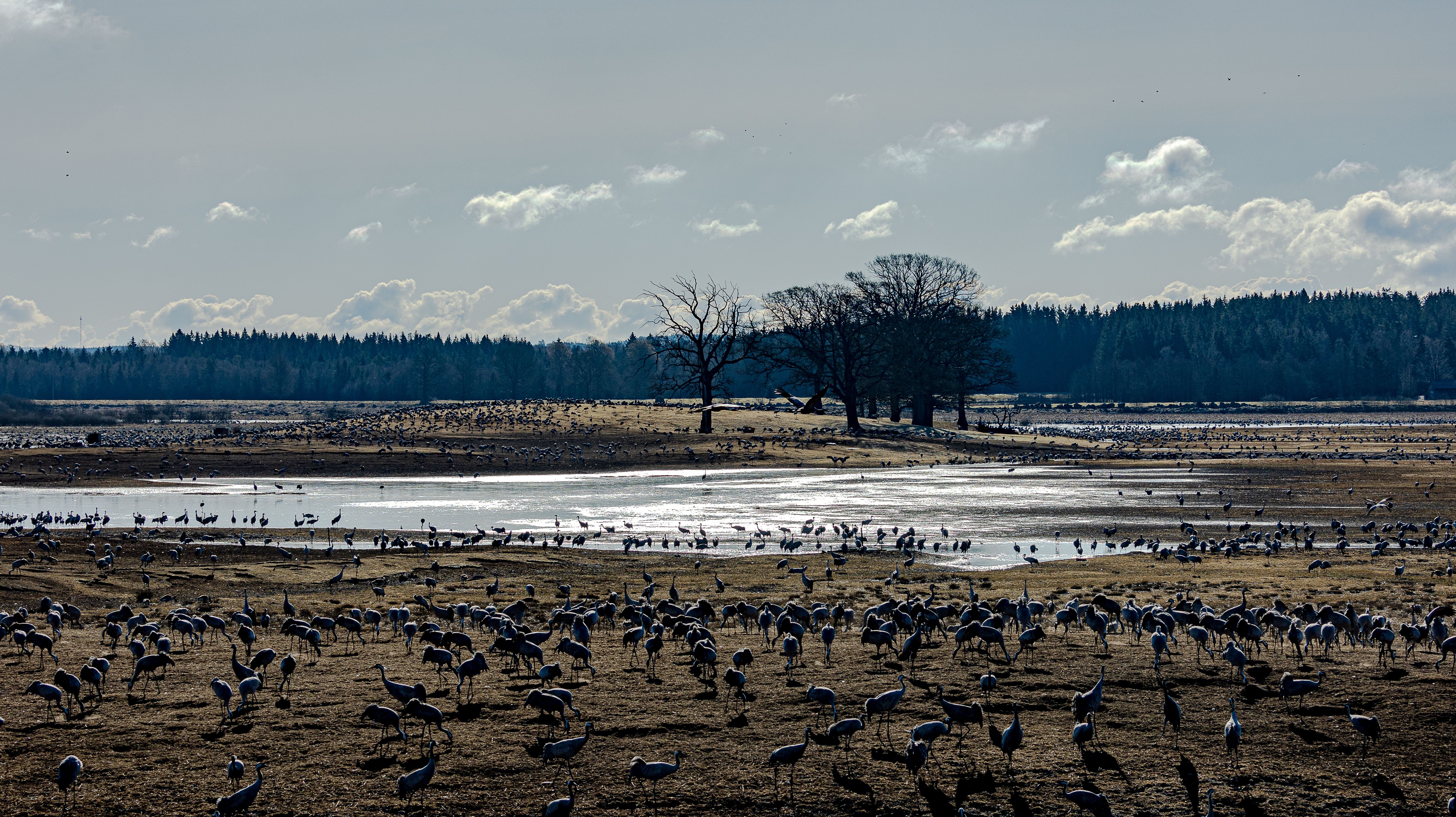 A Group of Crane Birds Near Lake · Free Stock Photo