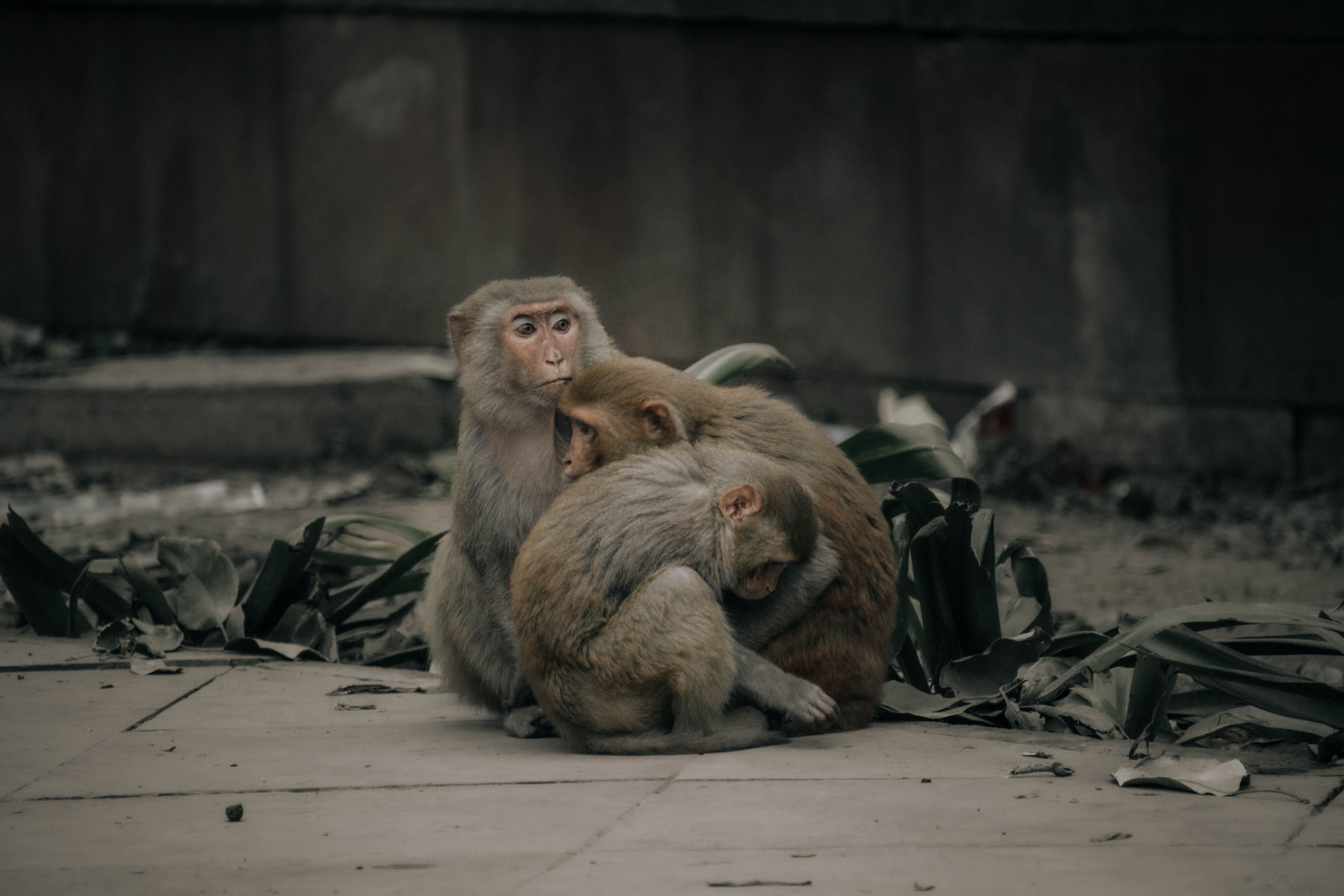 Monkey Sleeping on Rock · Free Stock Photo