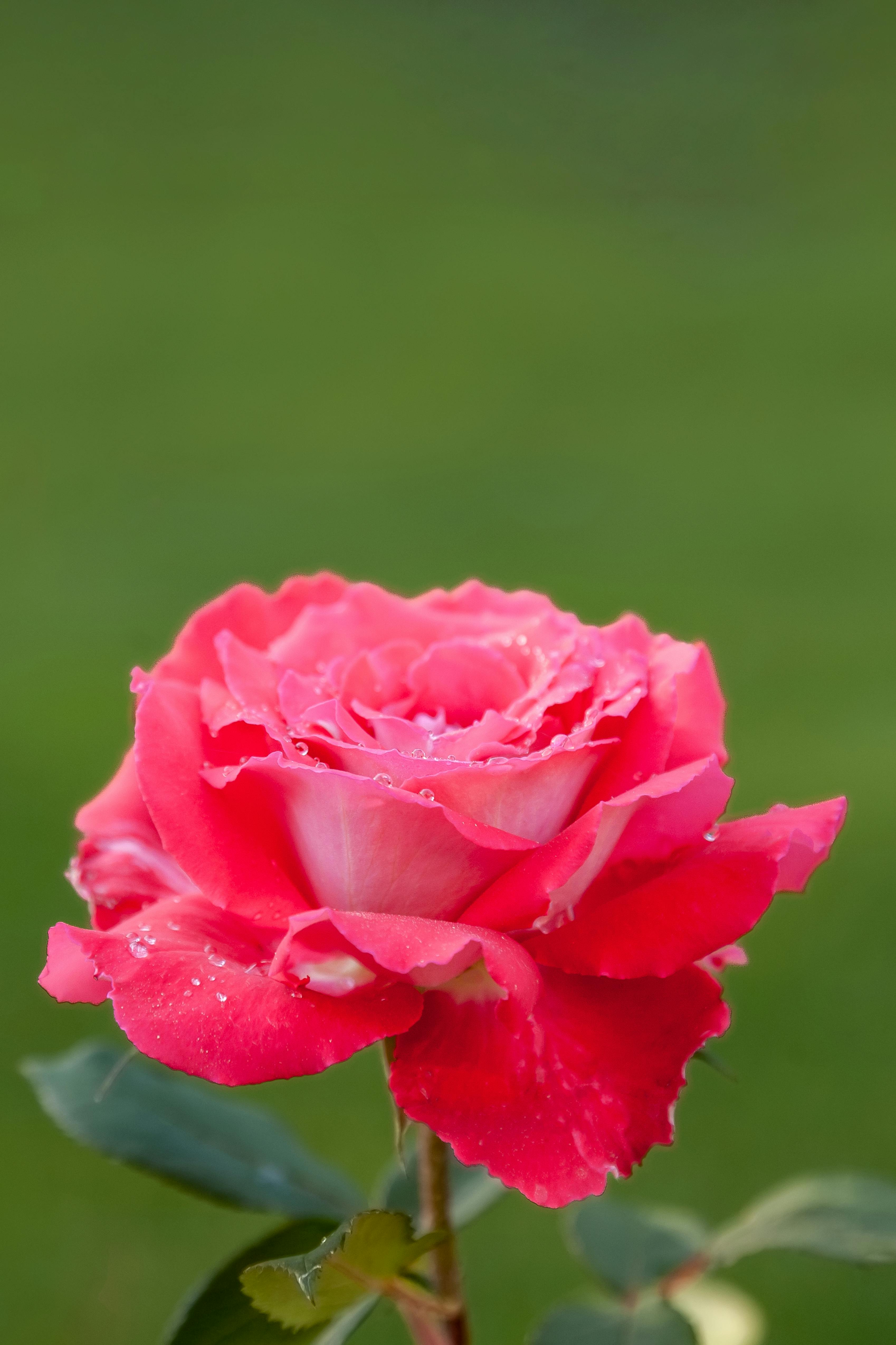 Close Up Photo of a Rose · Free Stock Photo