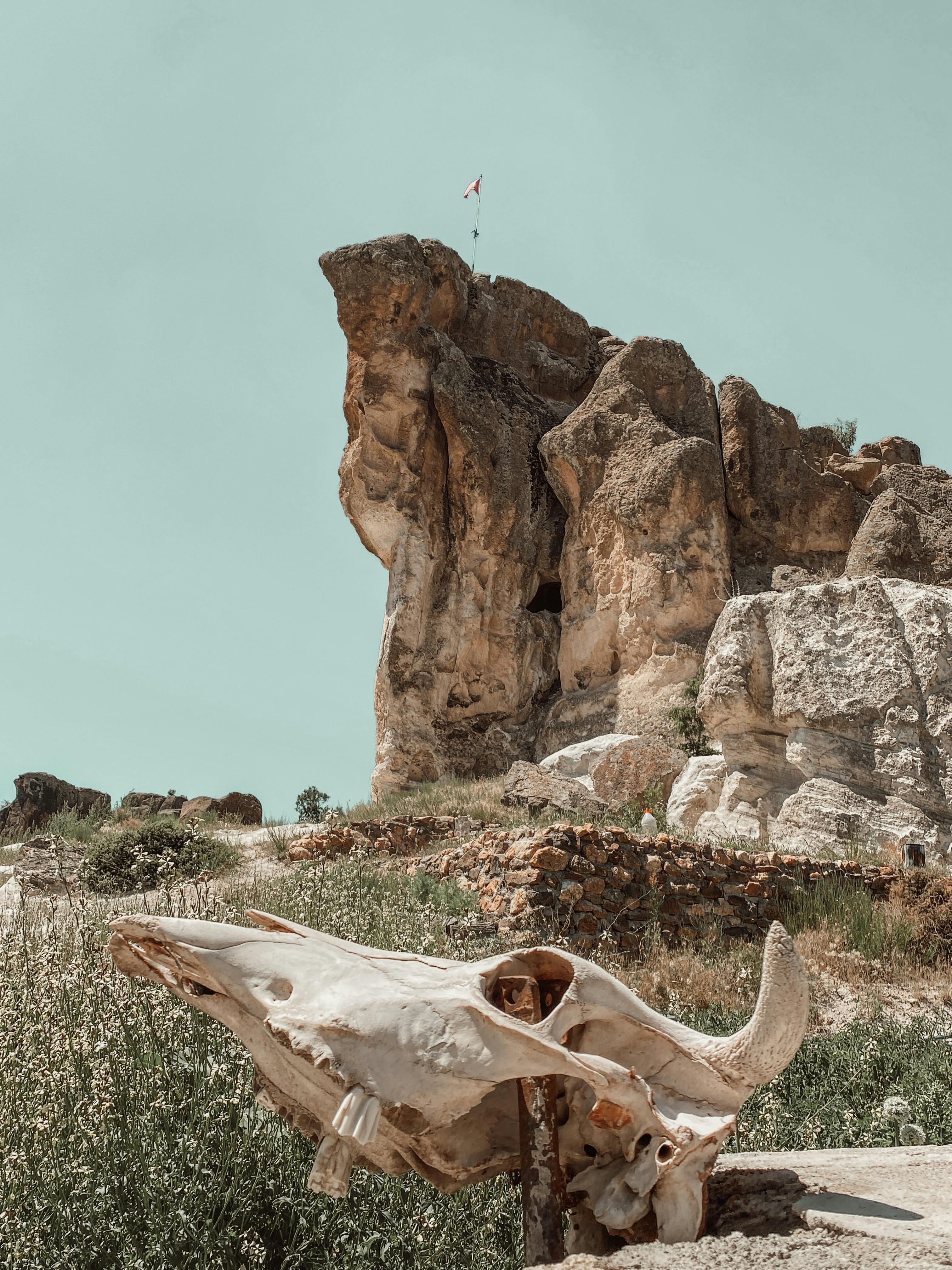 Cow Skull and Rock Formation behind · Free Stock Photo