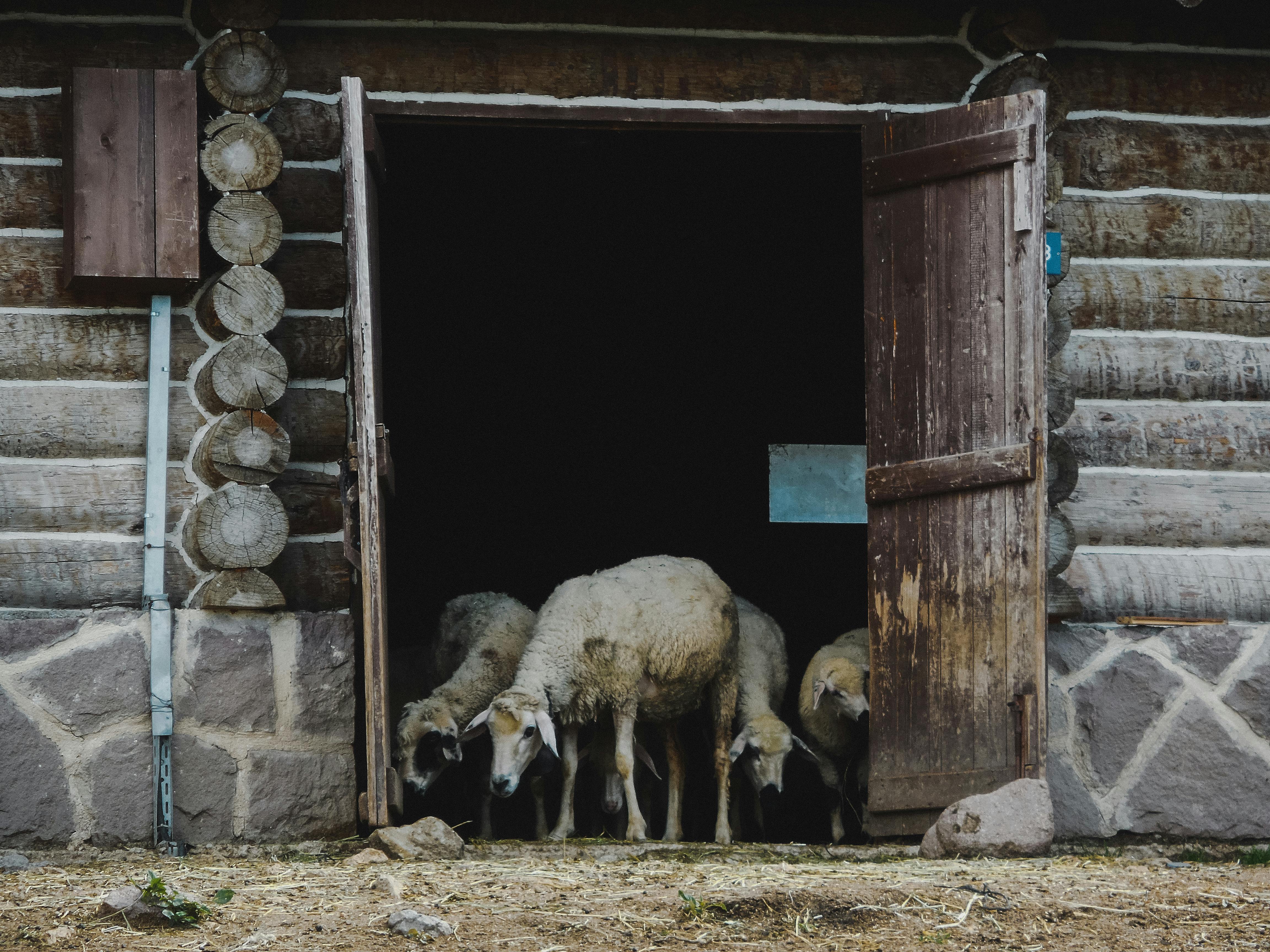 Sheep in Shed Doorway · Free Stock Photo