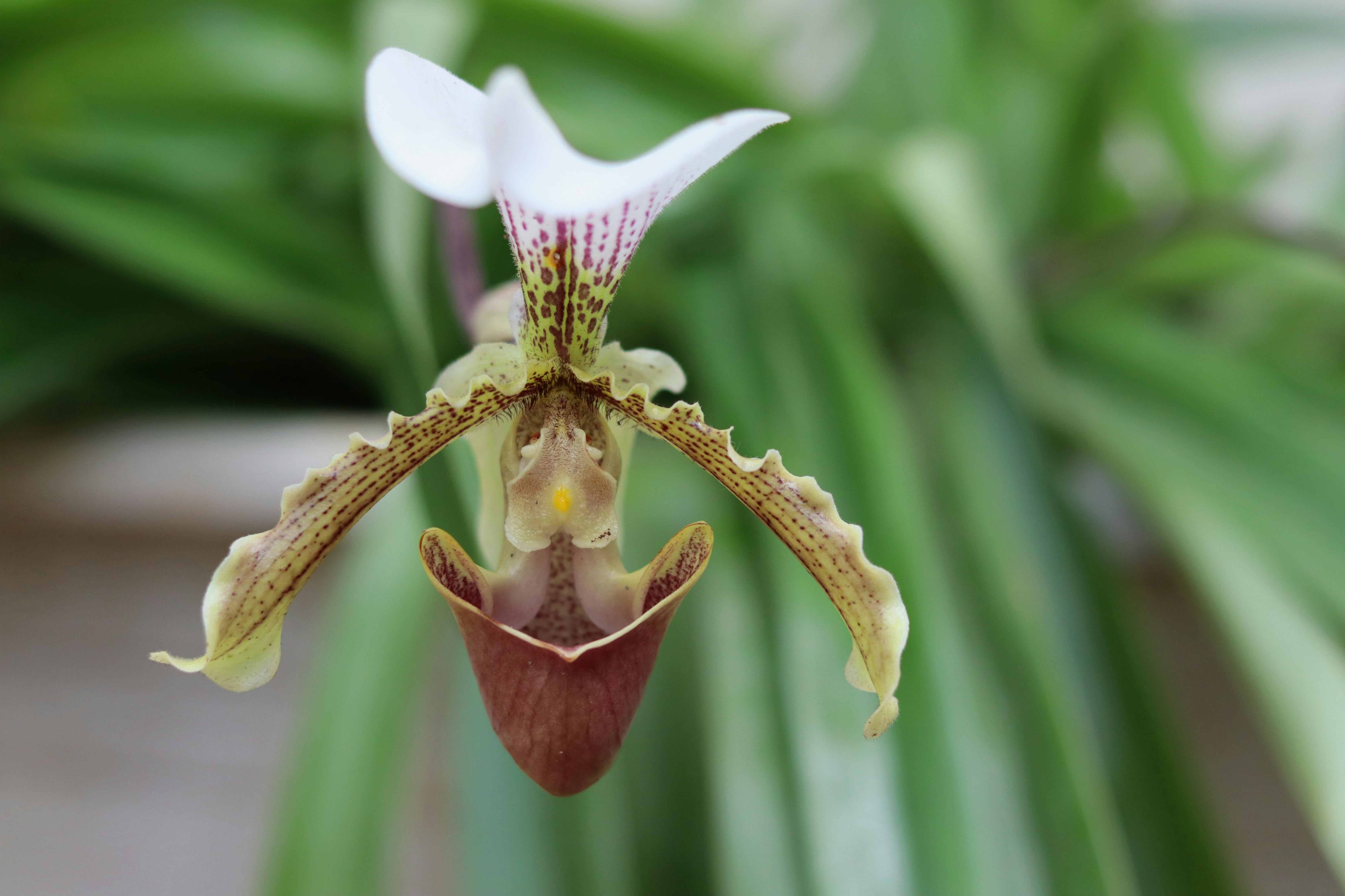Paphiopedilum Primulinum Photos, Download The BEST Free Paphiopedilum ...