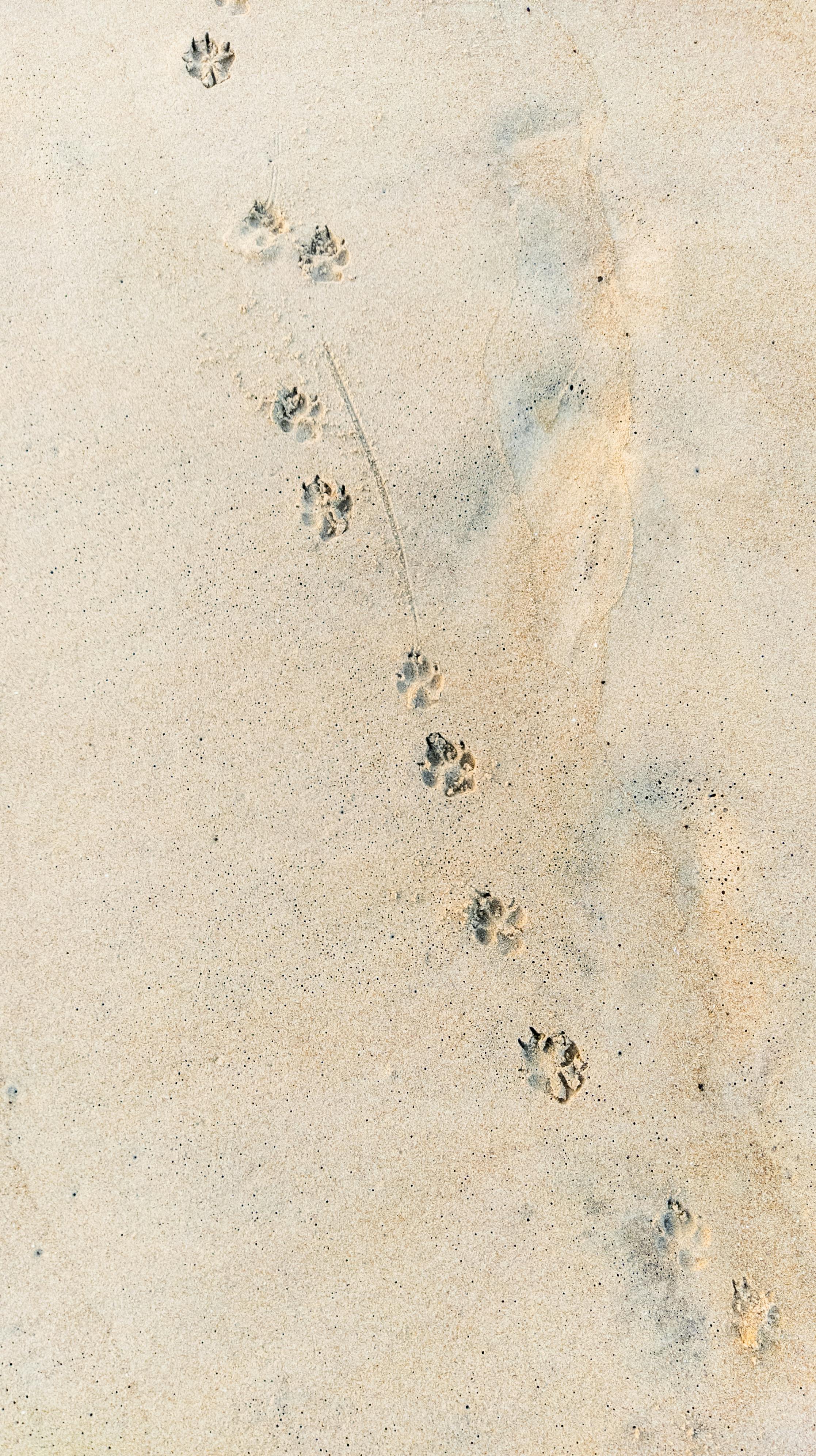 Footsteps of a Dog on the Sand · Free Stock Photo