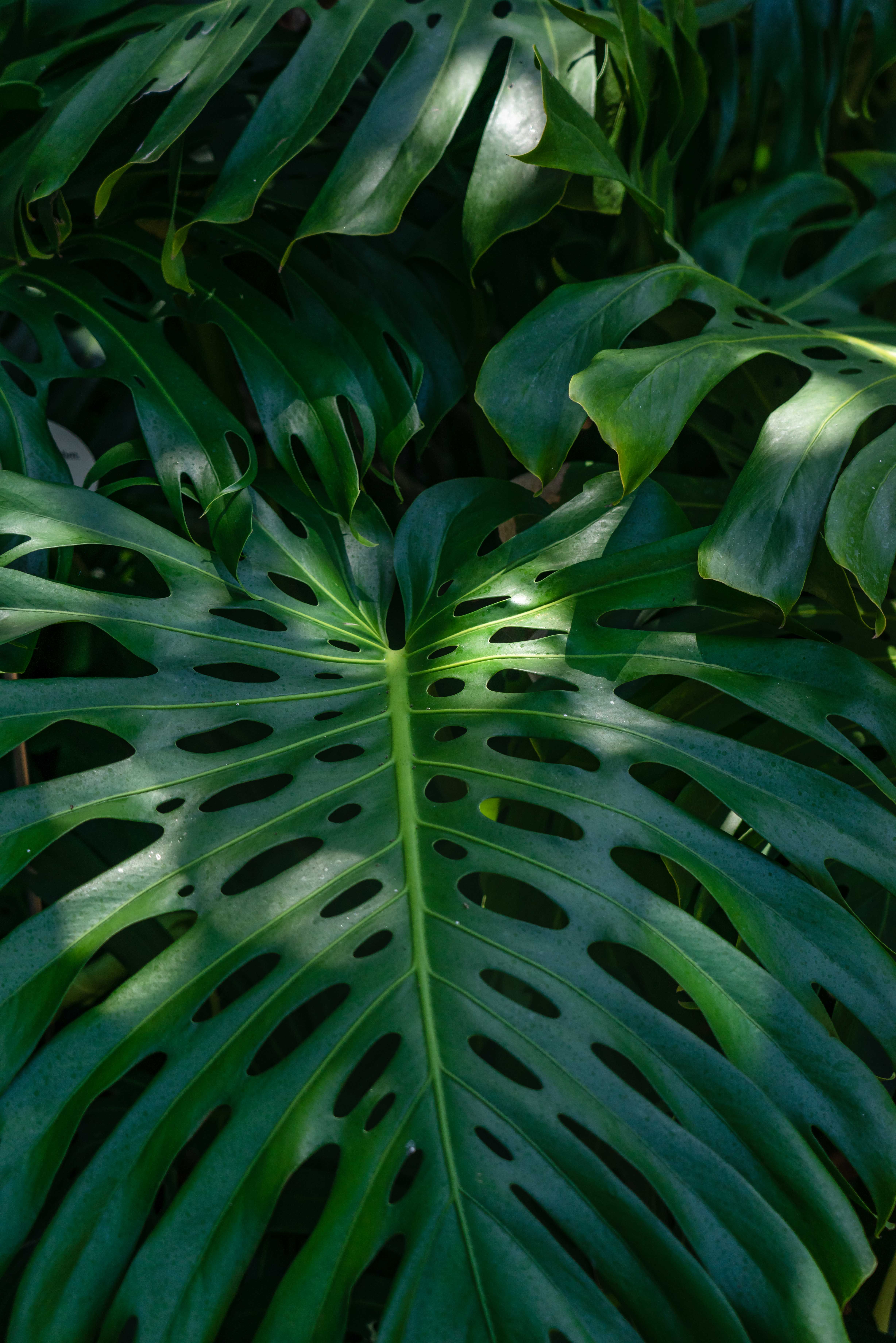 Close-up of a Monstera Leaf · Free Stock Photo