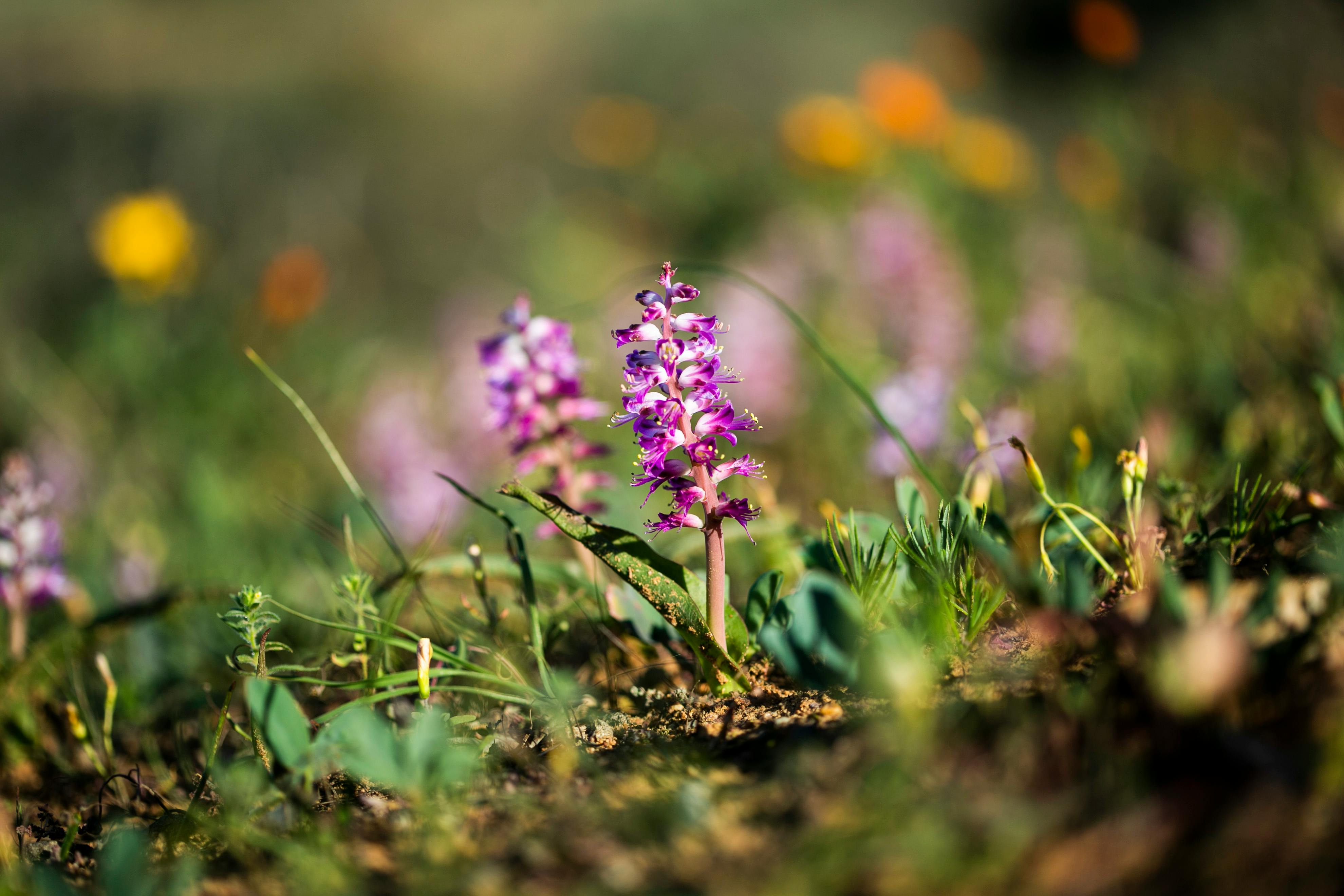 Free stock photo of African violets, field of flowers, Nature at its best