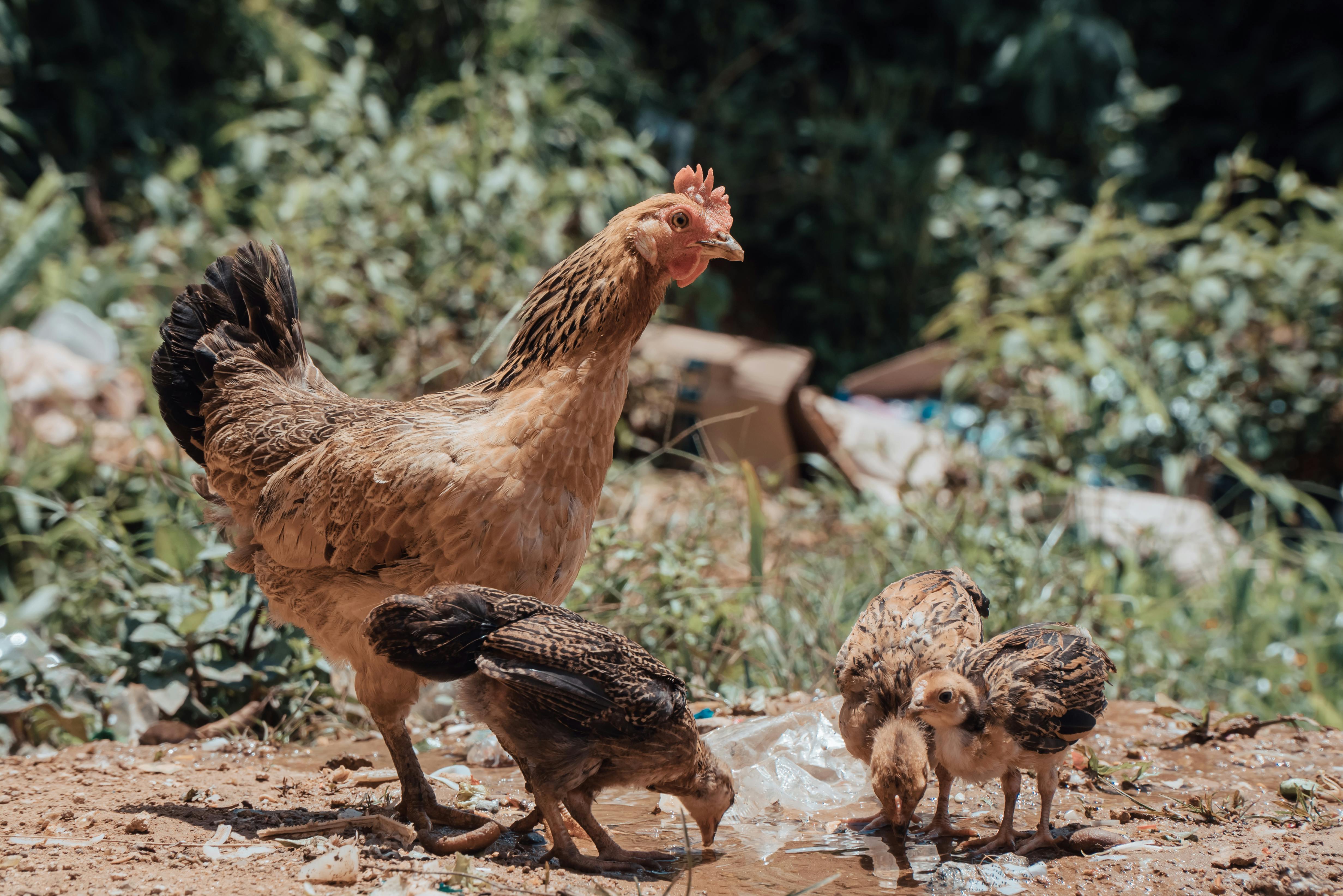 Selective Focus Photography of White Hen · Free Stock Photo