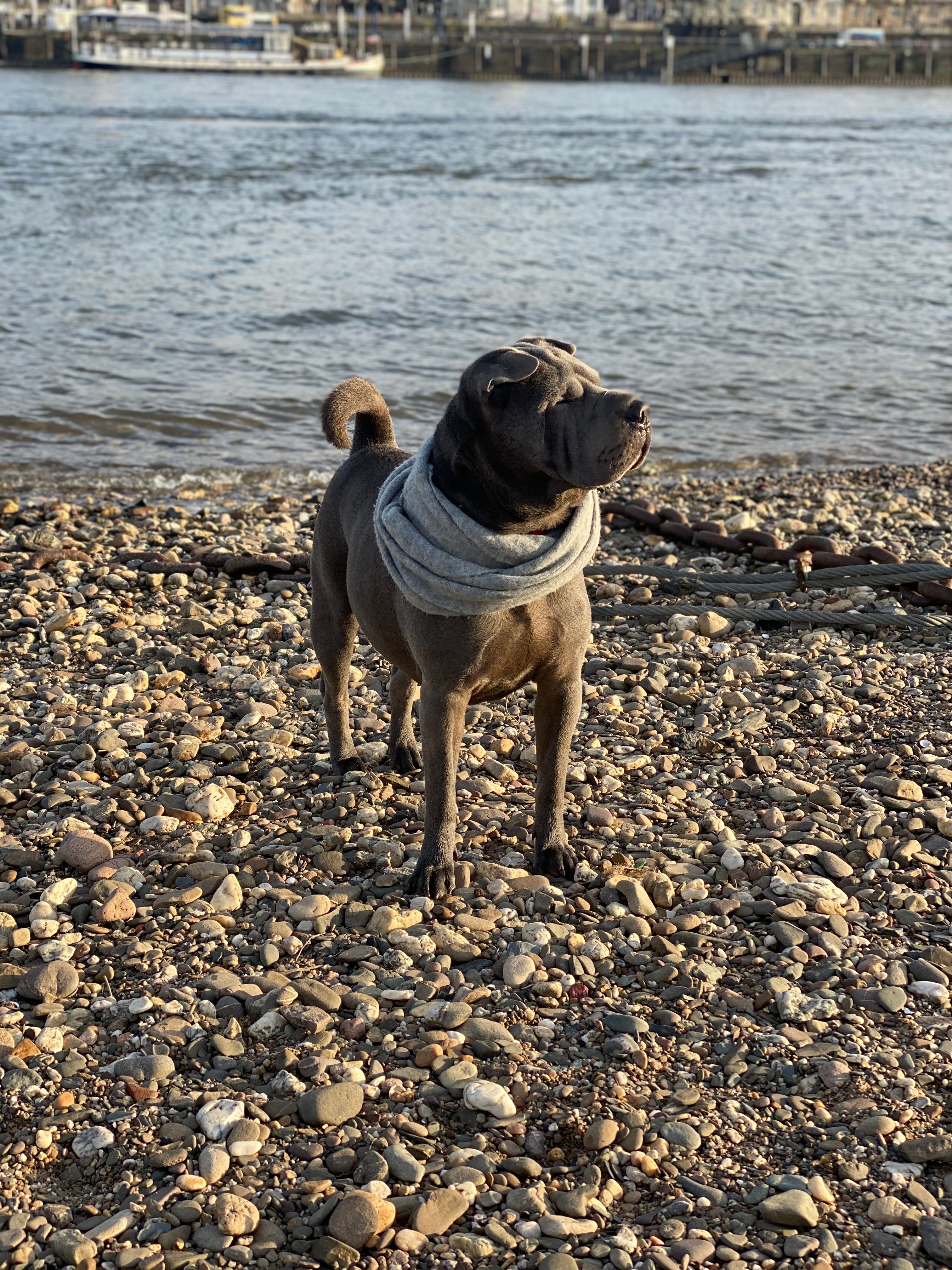 Shar Pei Dog Standing on Rocky Shore · Free Stock Photo