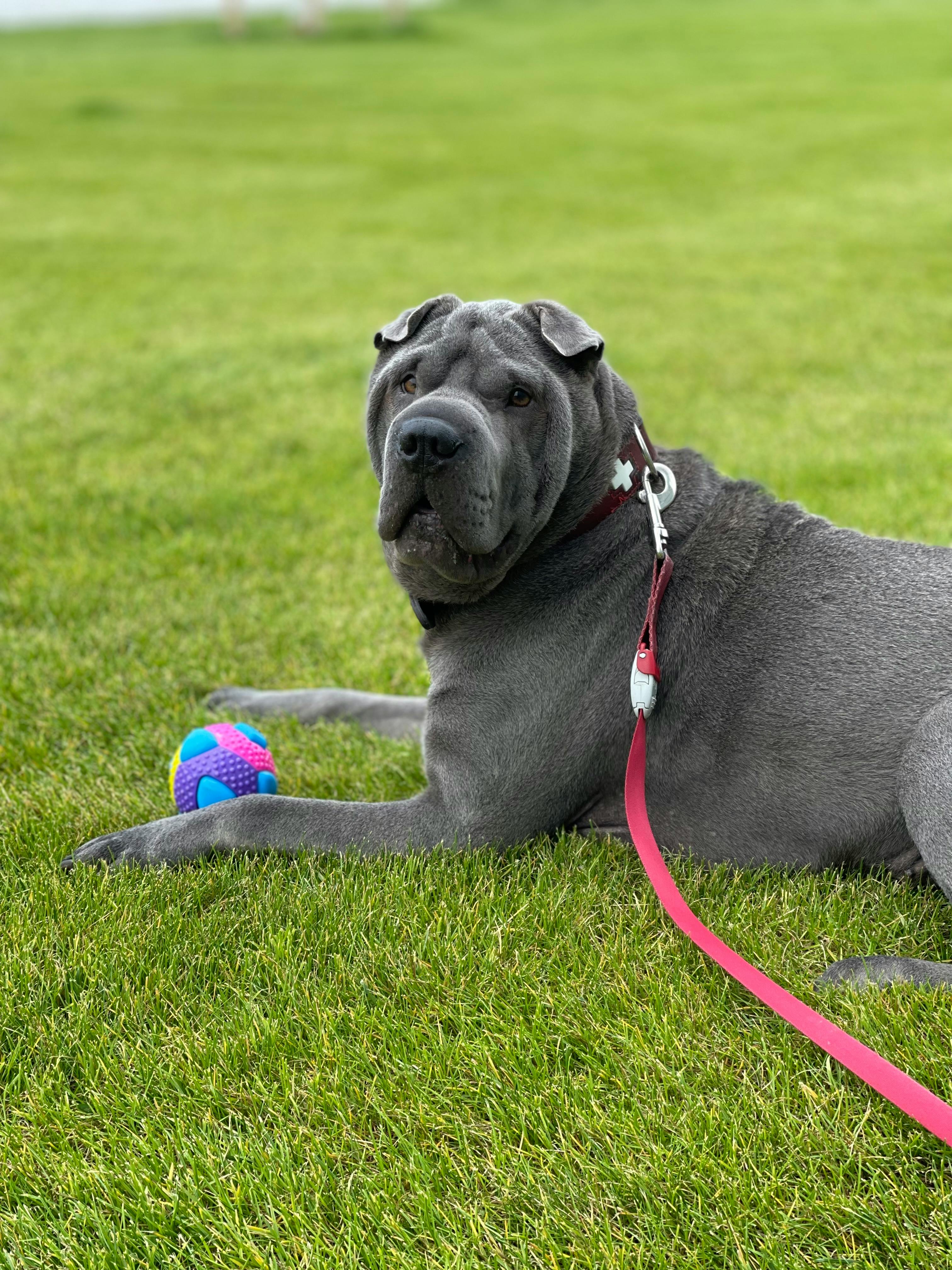 Shar Pei Appearance Photos, Download The BEST Free Shar Pei Appearance ...