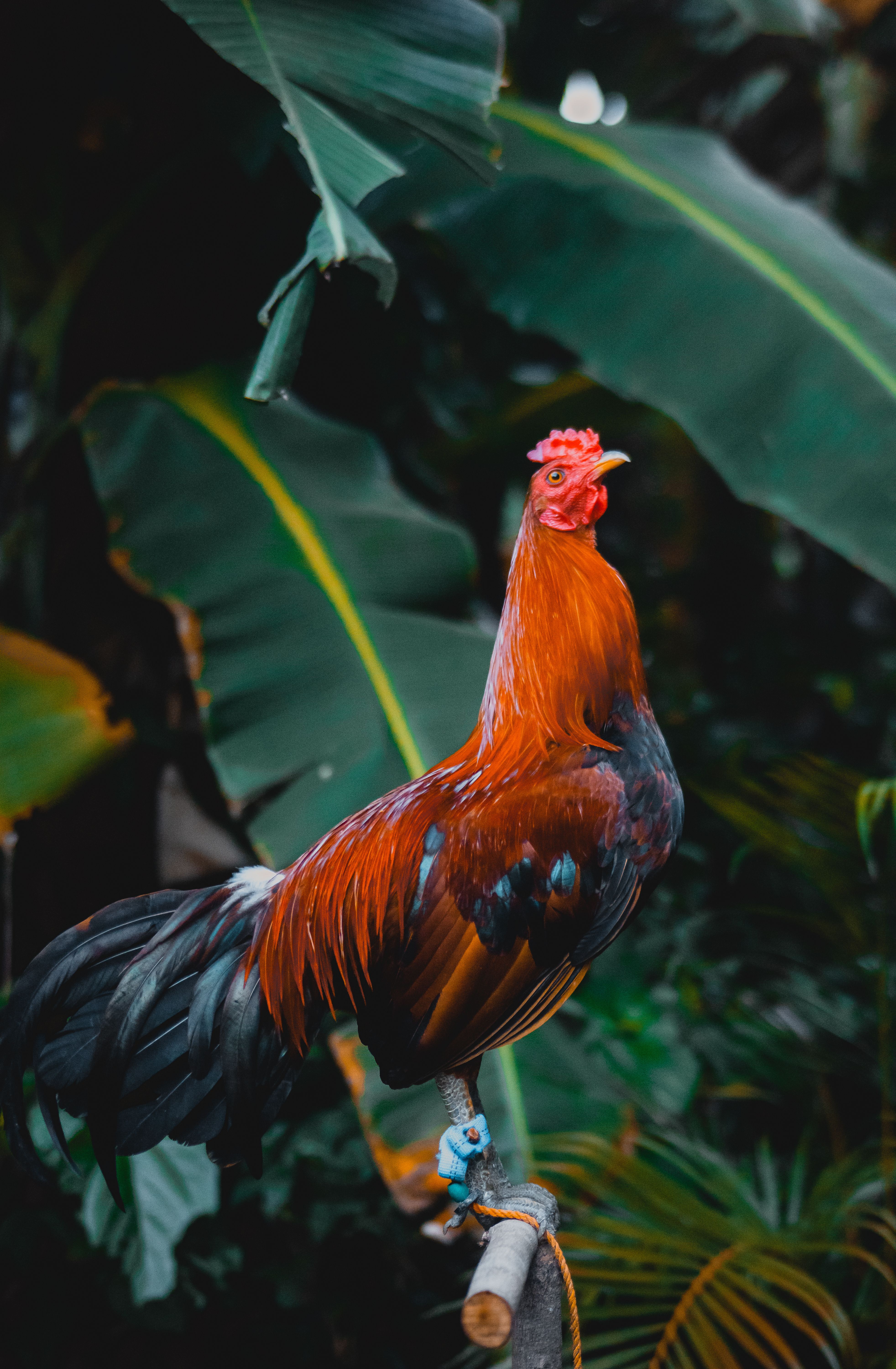 Close-Up Shot of a Rooster · Free Stock Photo