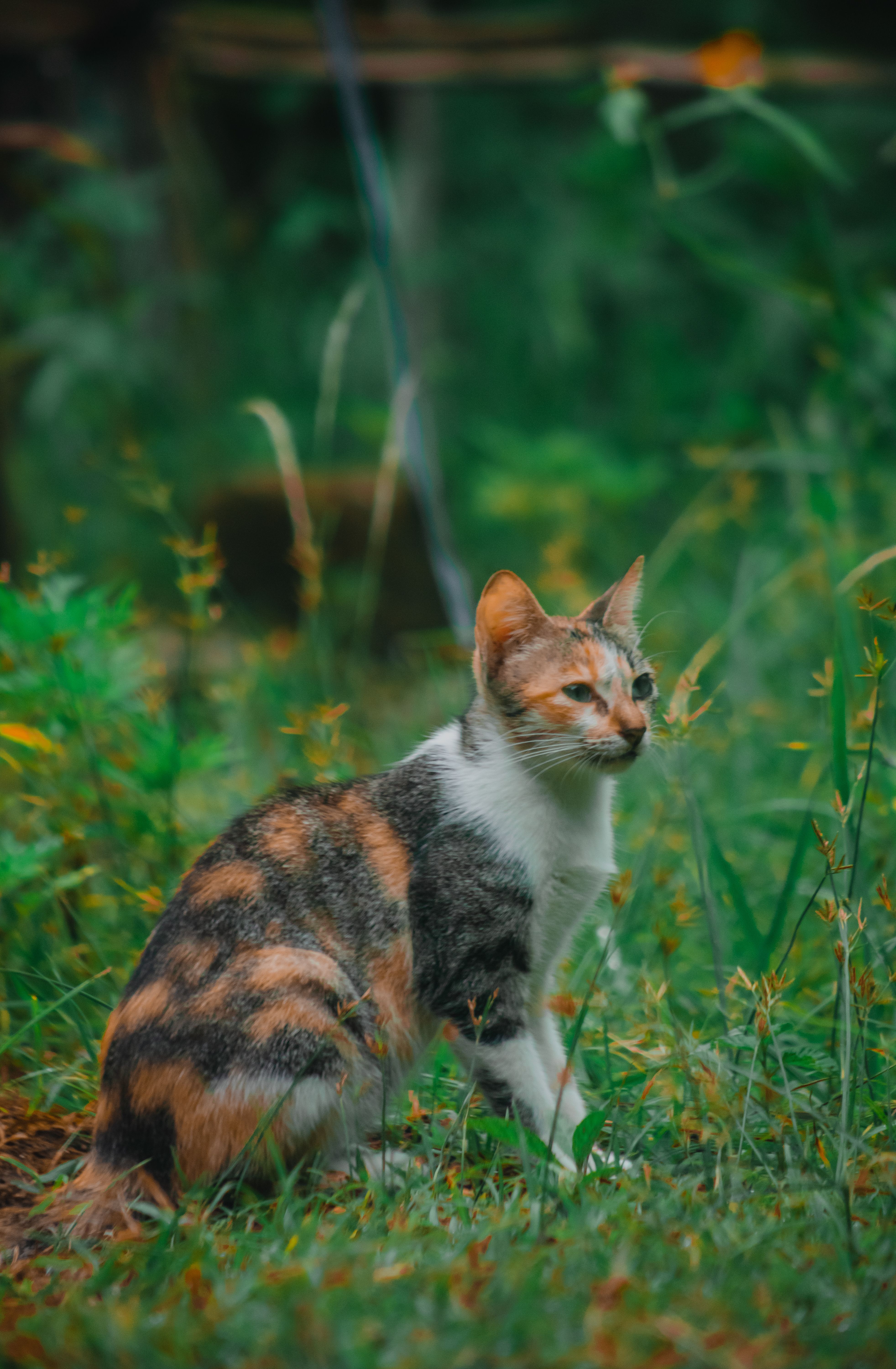 Cat Playfully Chasing Bird in Lush Garden · Free Stock Photo