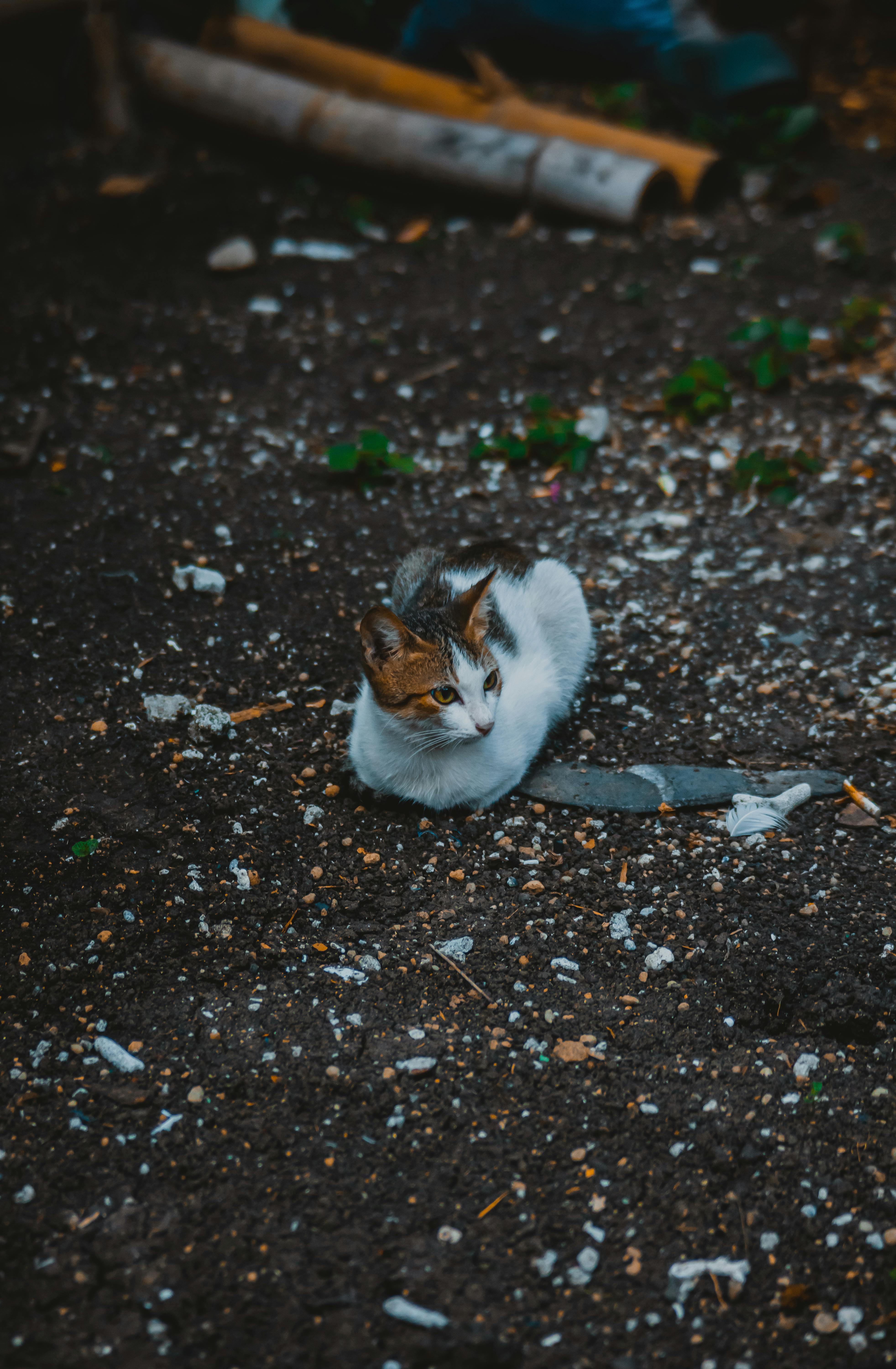 Cyprus Cat Sitting on the Ground · Free Stock Photo