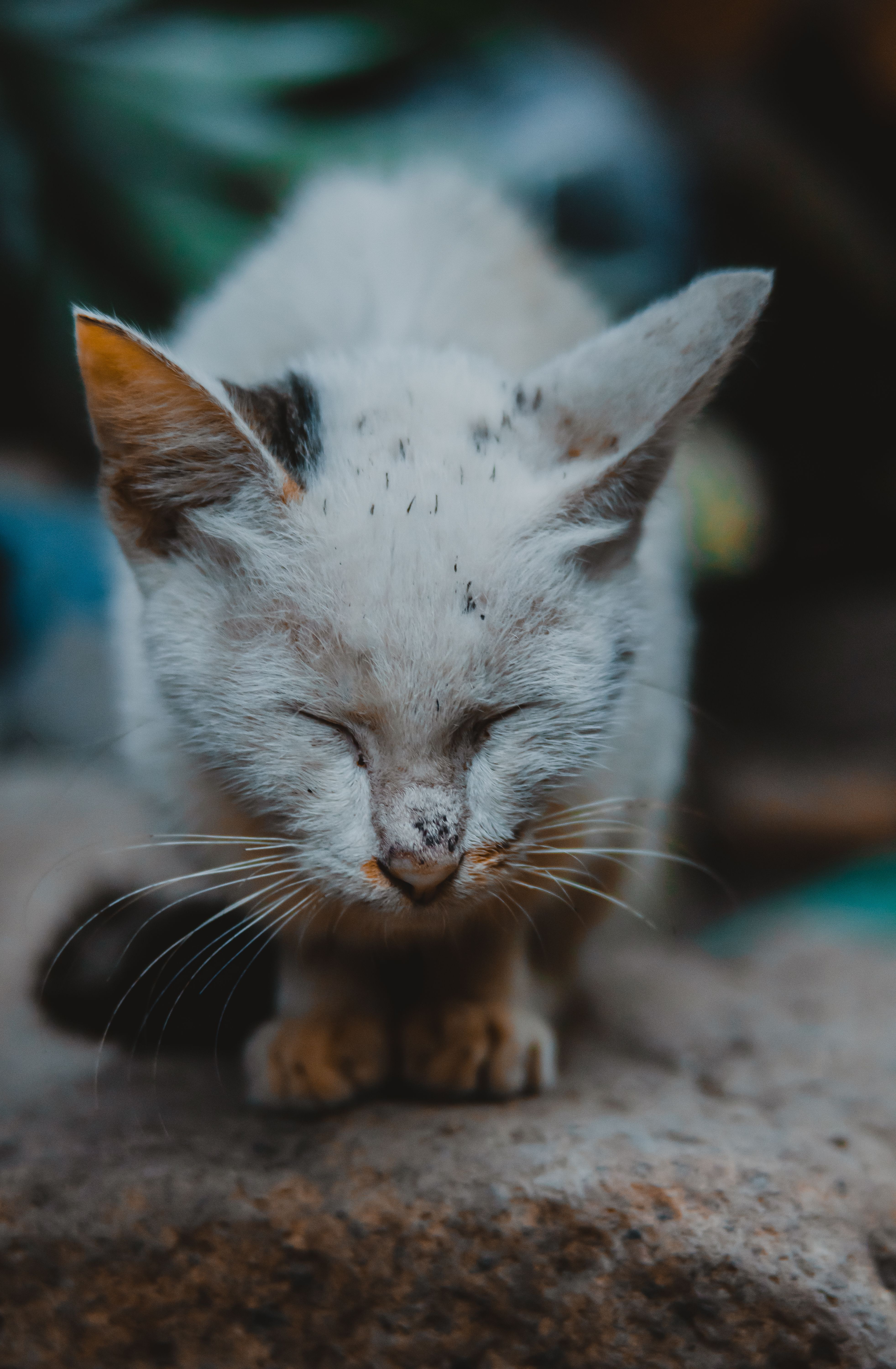 Close-Up Shot of a Cat · Free Stock Photo