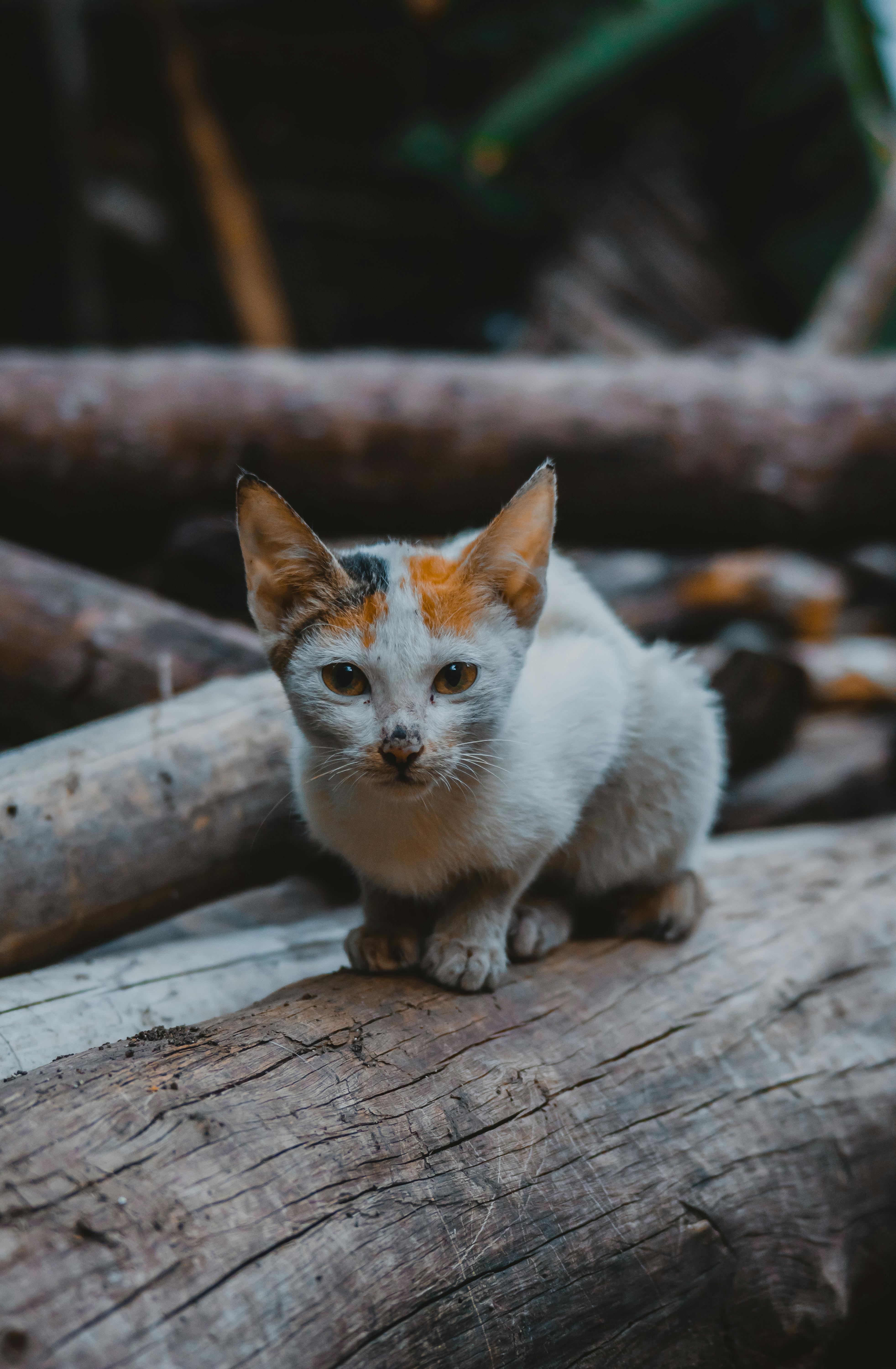 Close-Up Shot of a Cat on a Log · Free Stock Photo