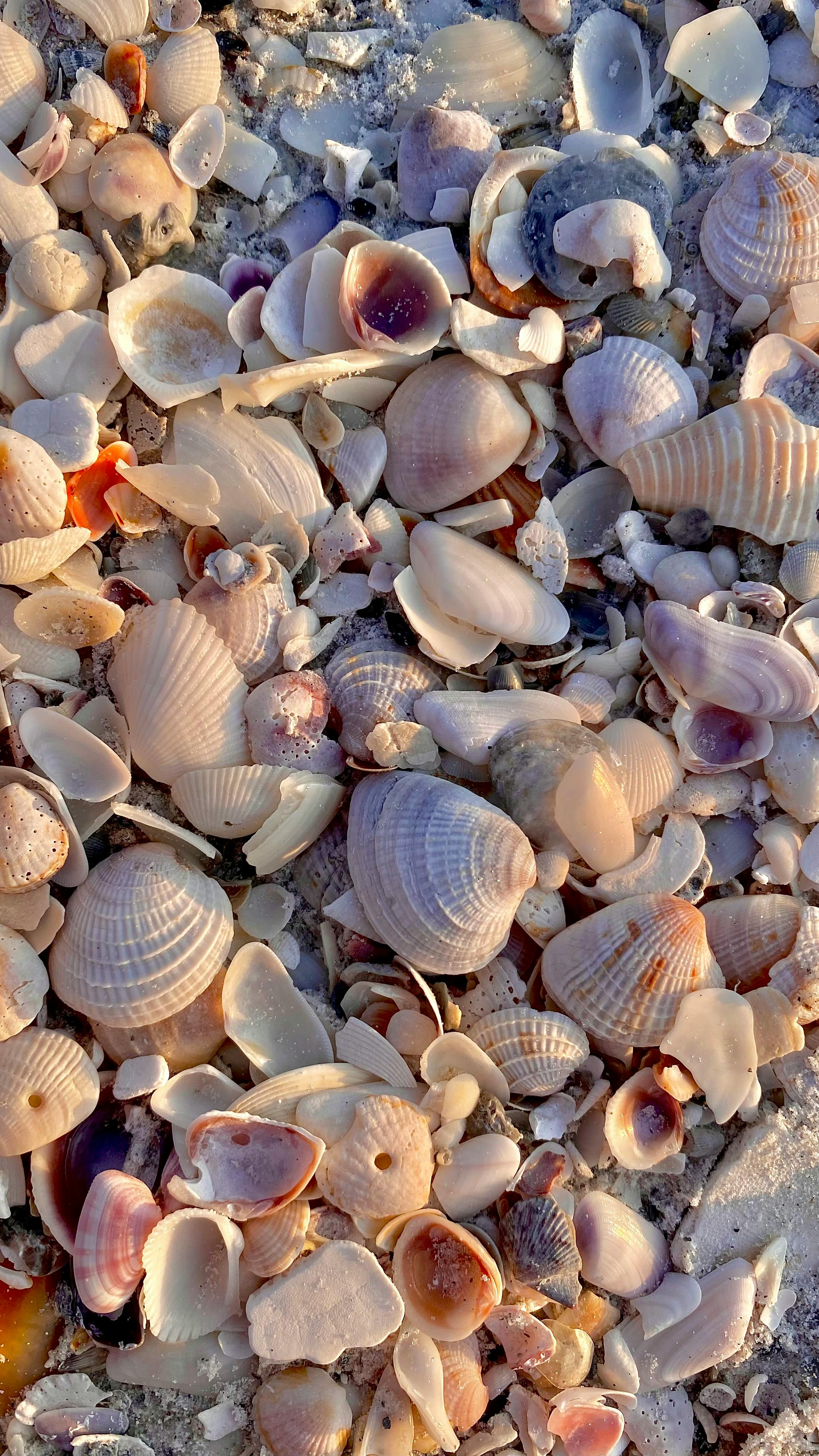 A Close-Up Shot of Sand with Seashells · Free Stock Photo
