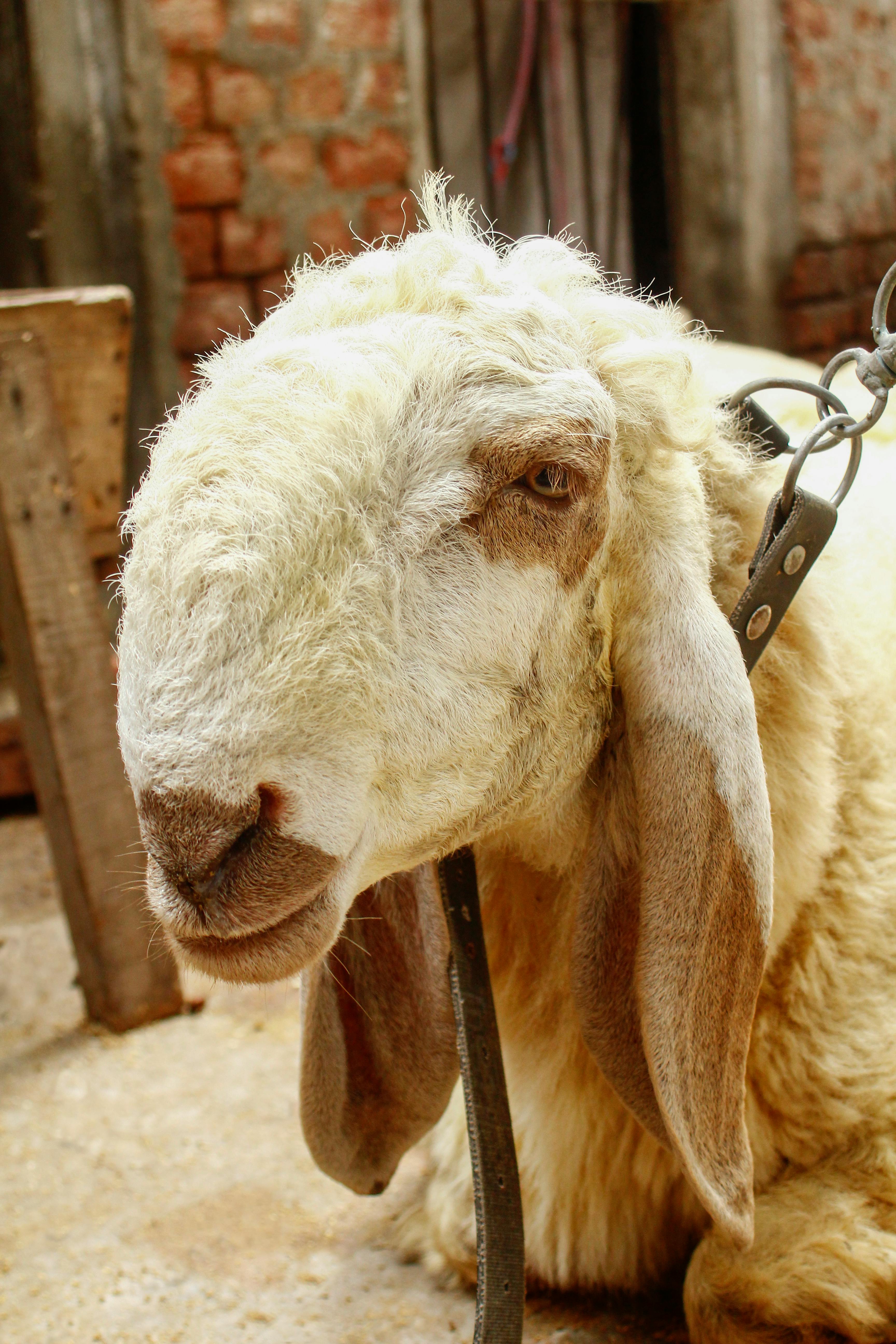 White Sheep with Brown Leather Strap on Neck · Free Stock Photo