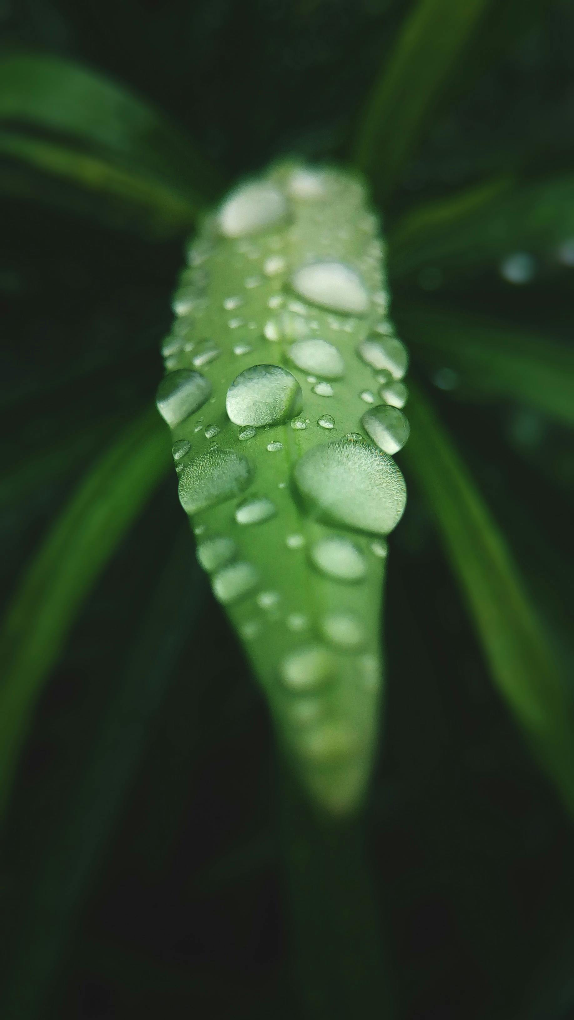 Close Up Photo of a Leaf · Free Stock Photo
