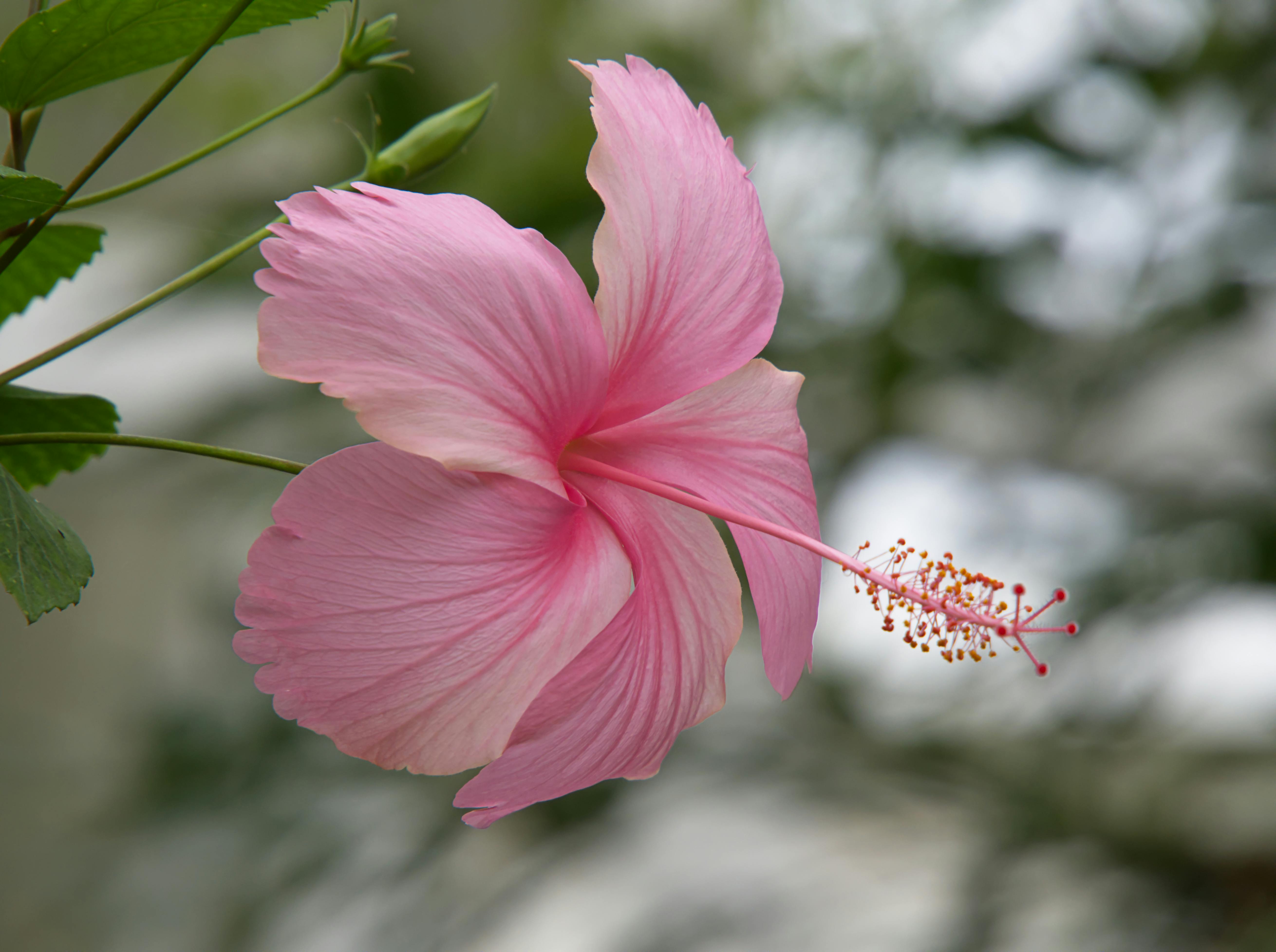 Close-Up Shot of a Blooming Pink Flower · Free Stock Photo