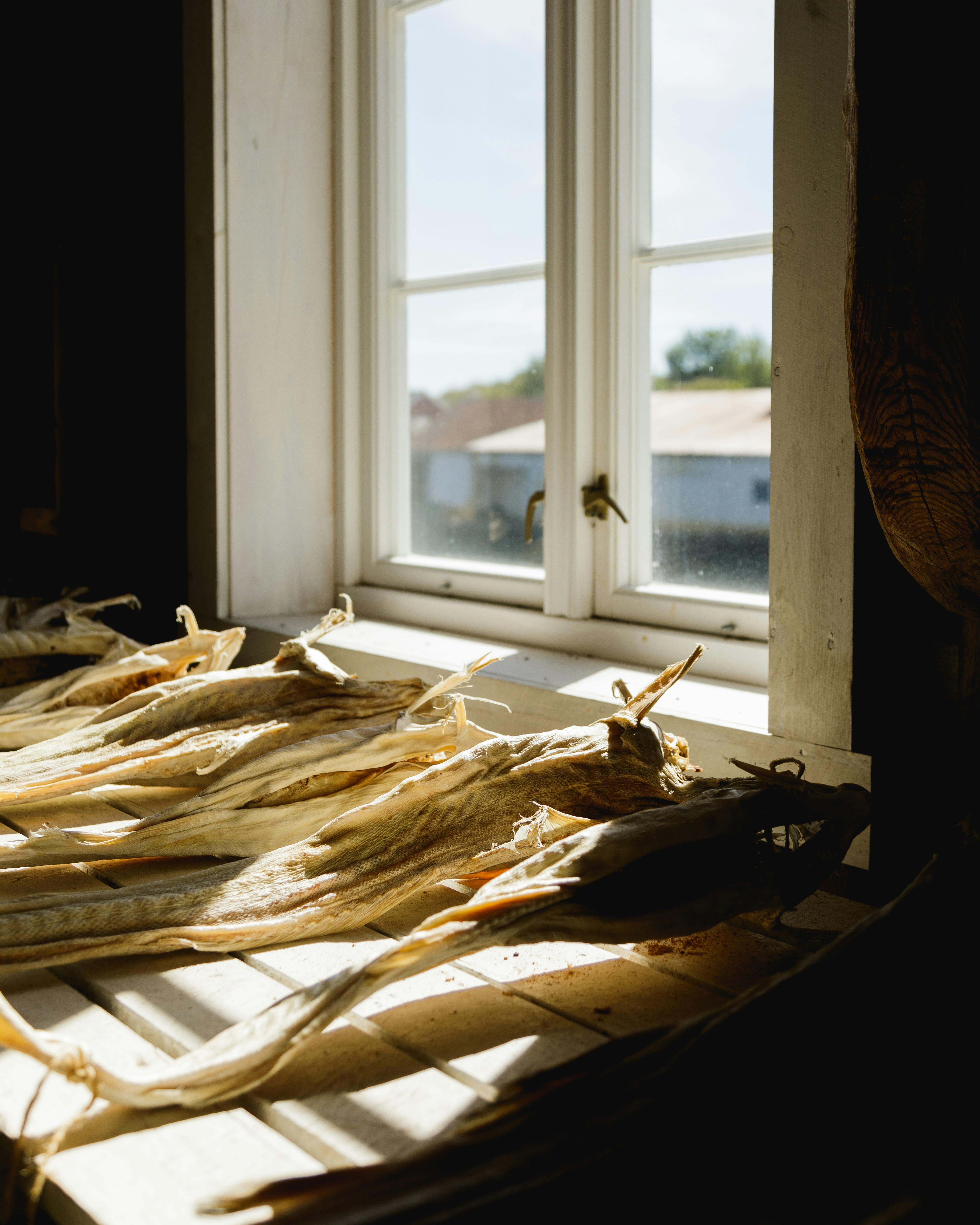 Fish near Window · Free Stock Photo