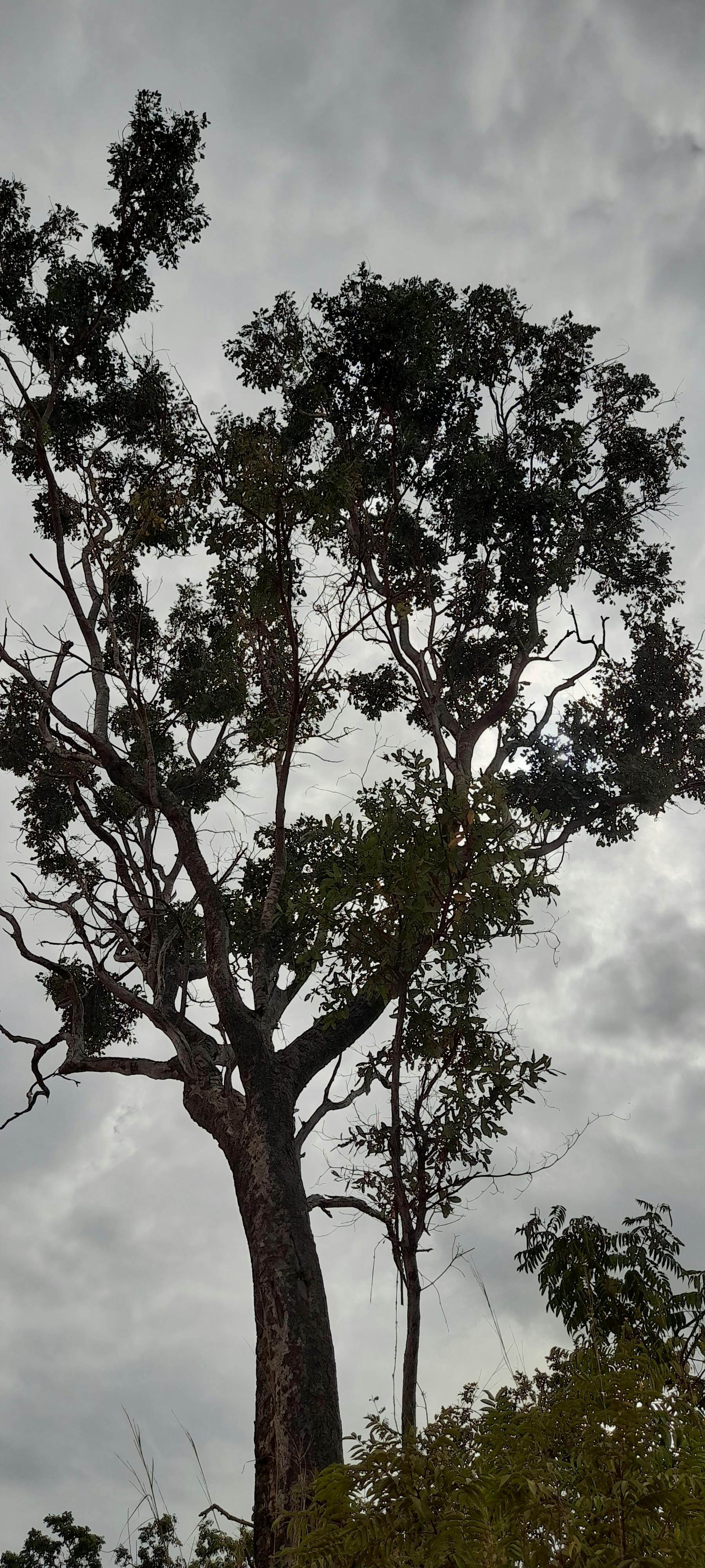 Boaz Mashauri - การถ่ายภาพ