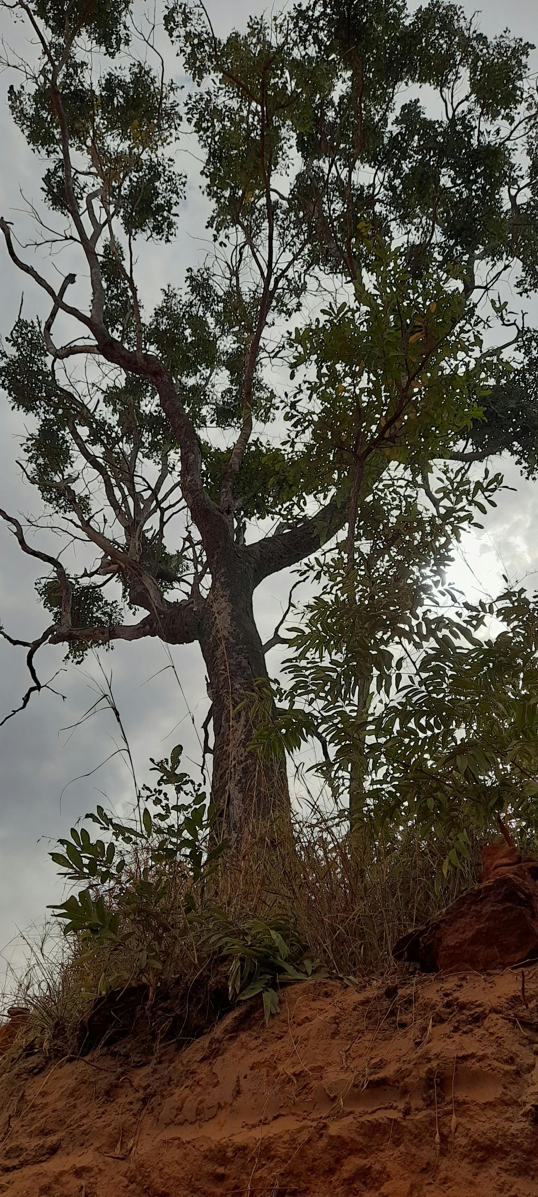 Boaz Mashauri - 攝影