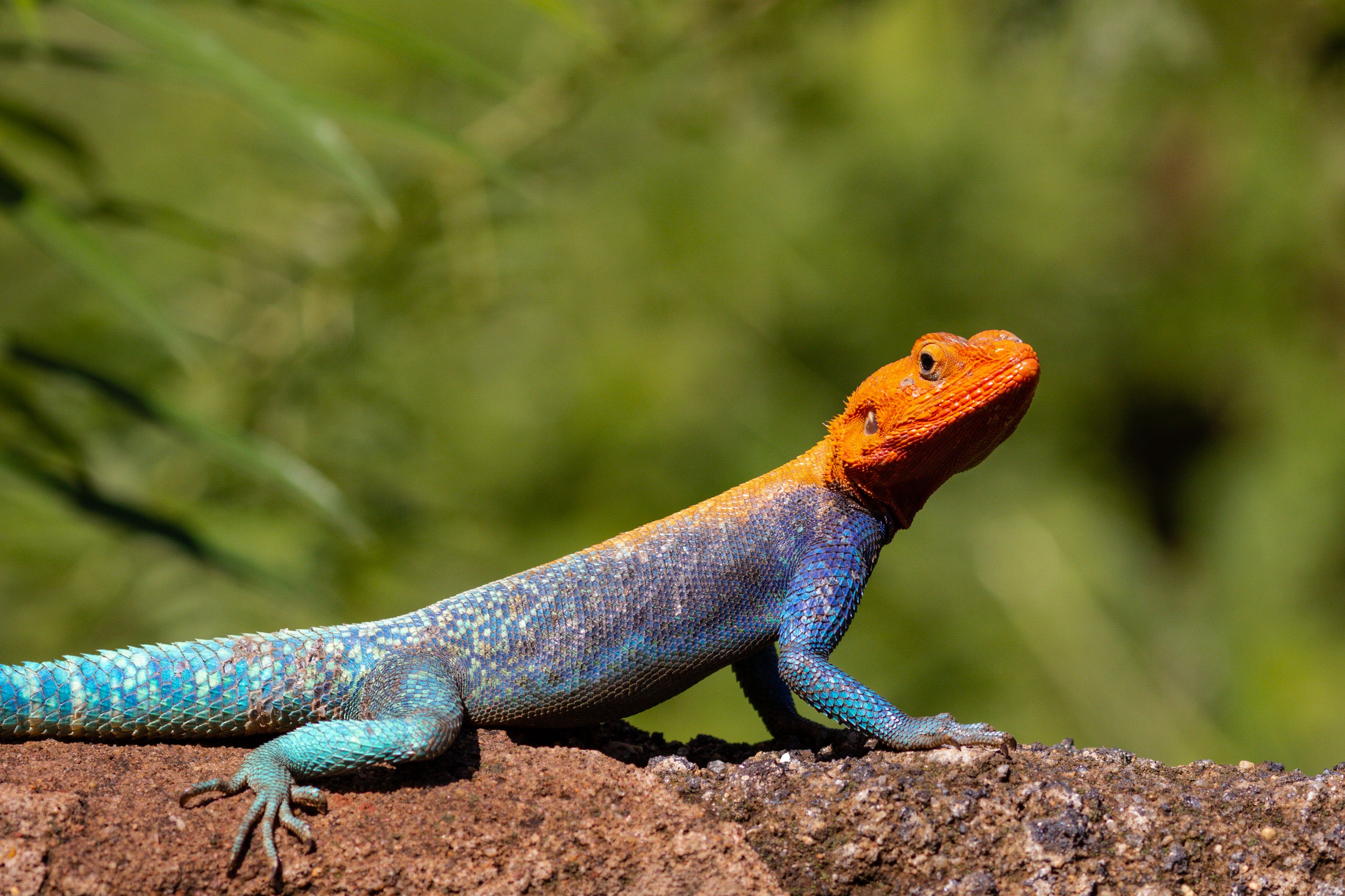Tema Agama Photos, Download The BEST Free Tema Agama Stock Photos & HD ...