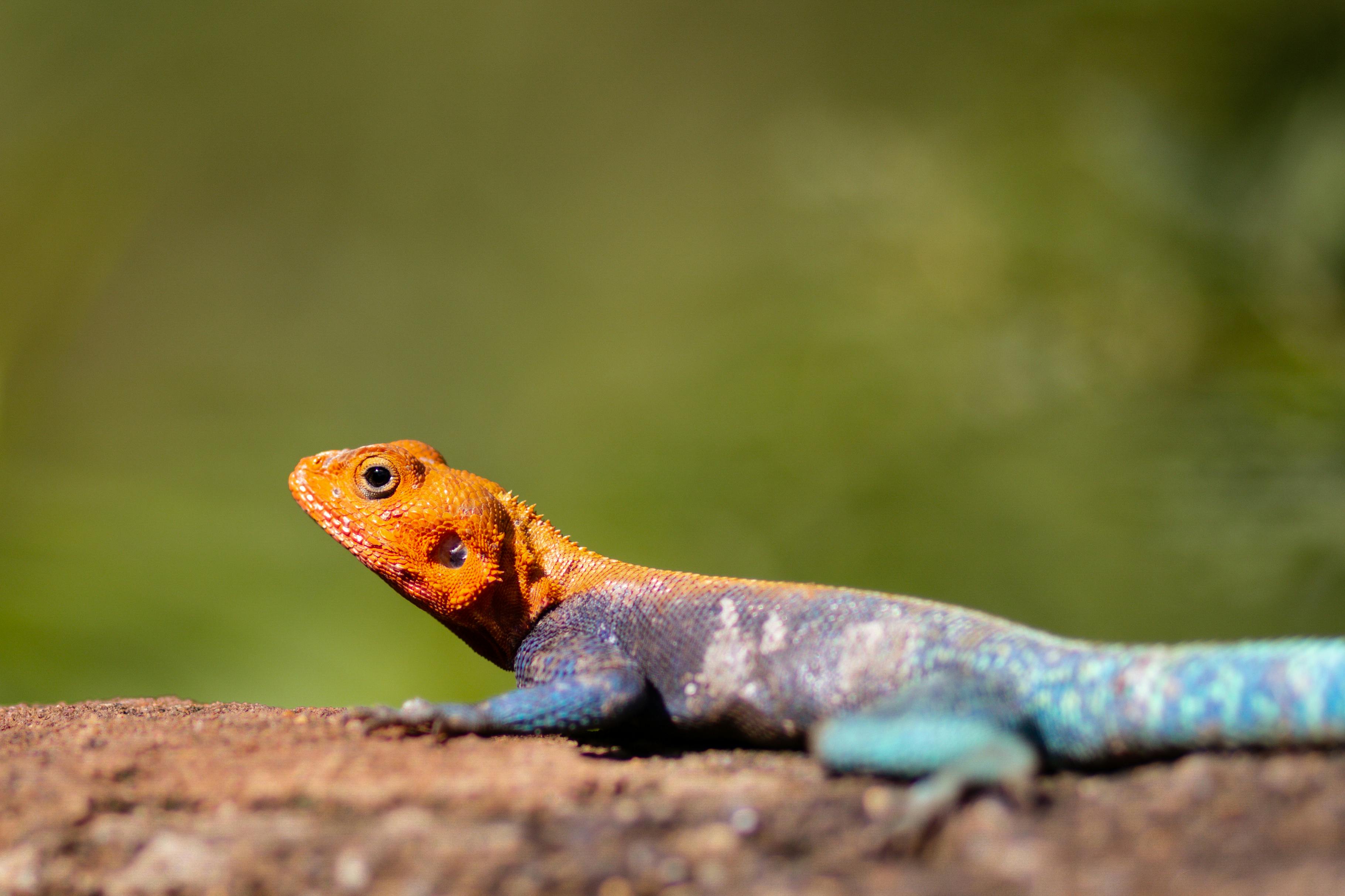 A Lizard with a Raspberry on its Head · Free Stock Photo