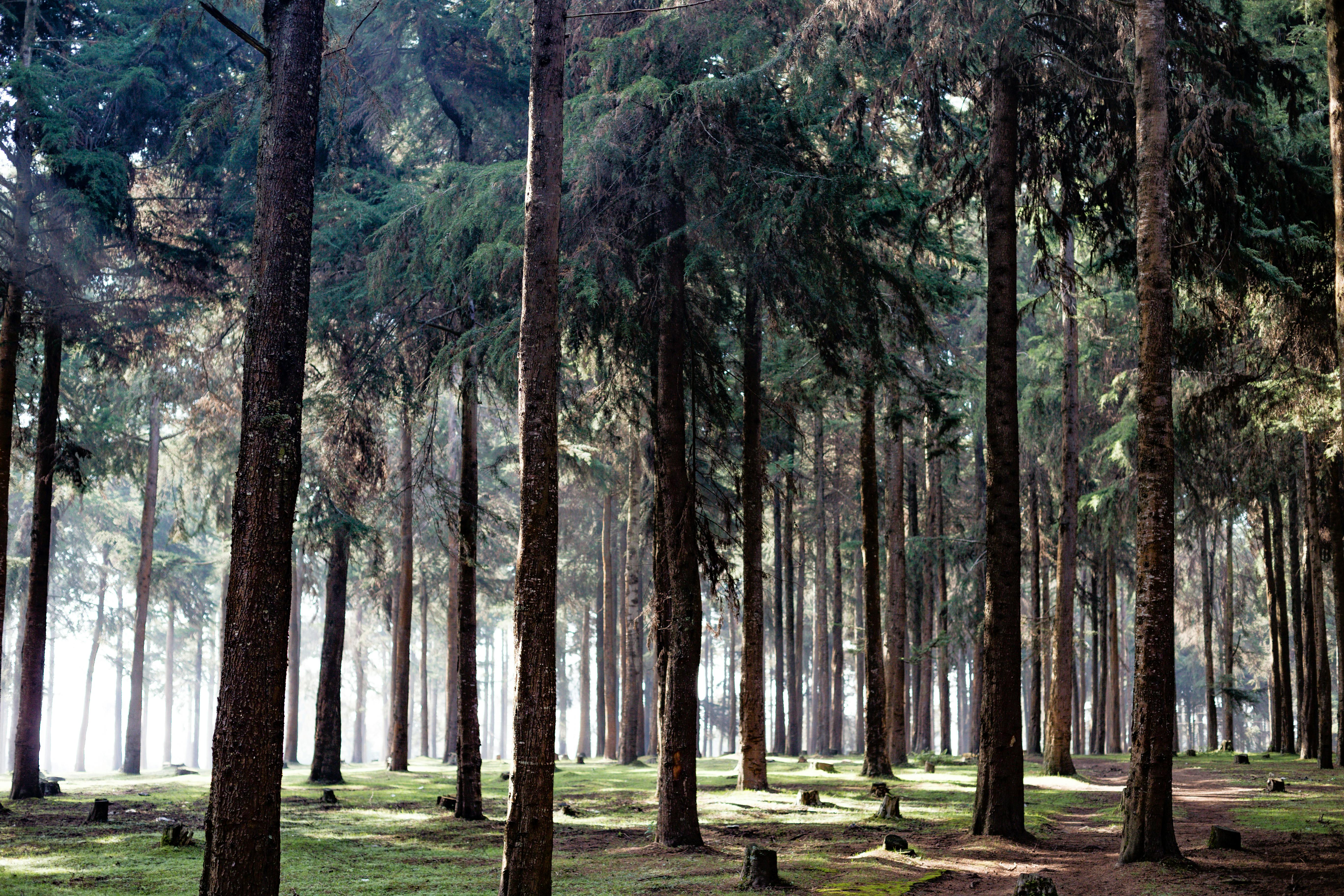 Green Trees in the Forest · Free Stock Photo