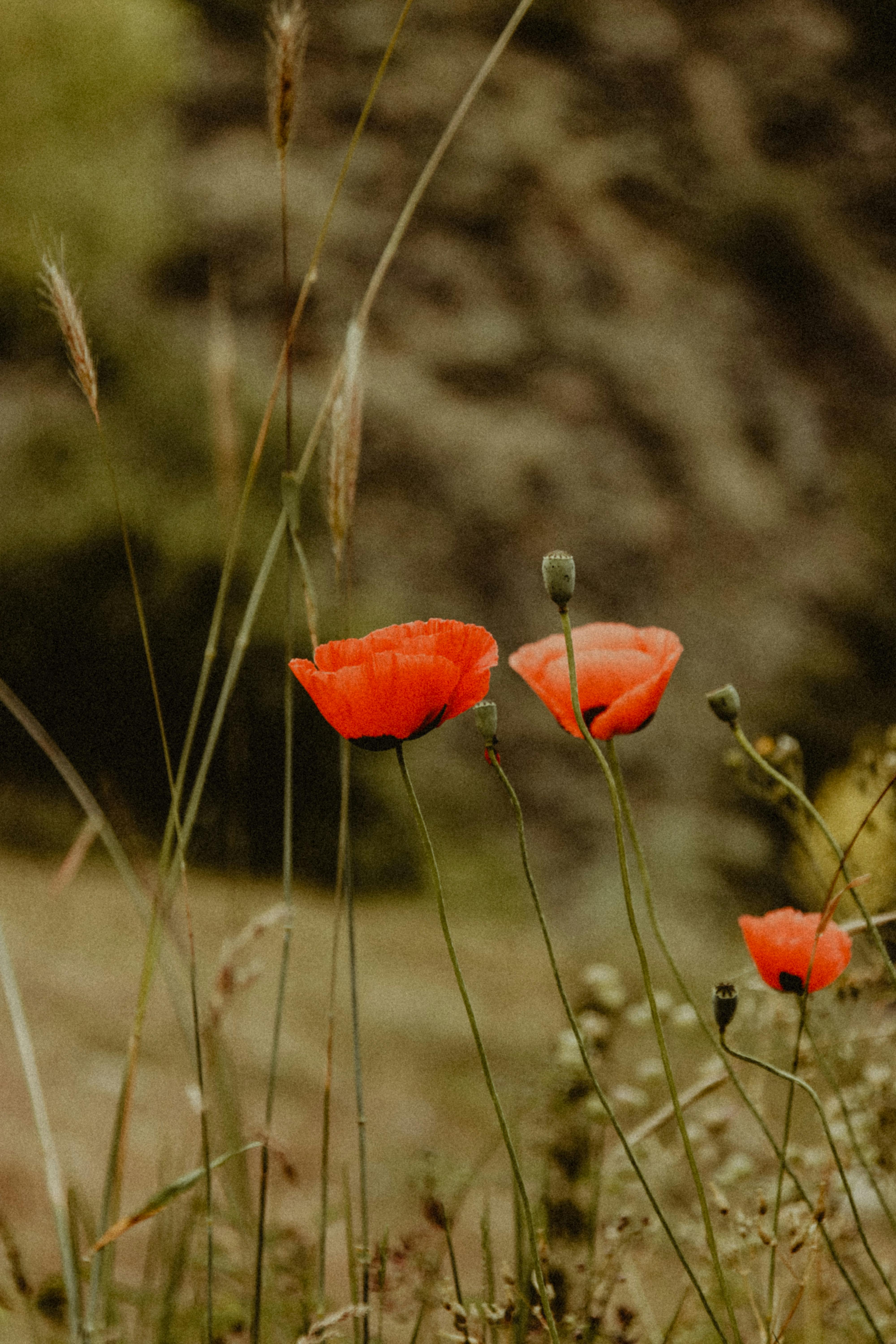 Red Flower Fields during Daytime · Free Stock Photo