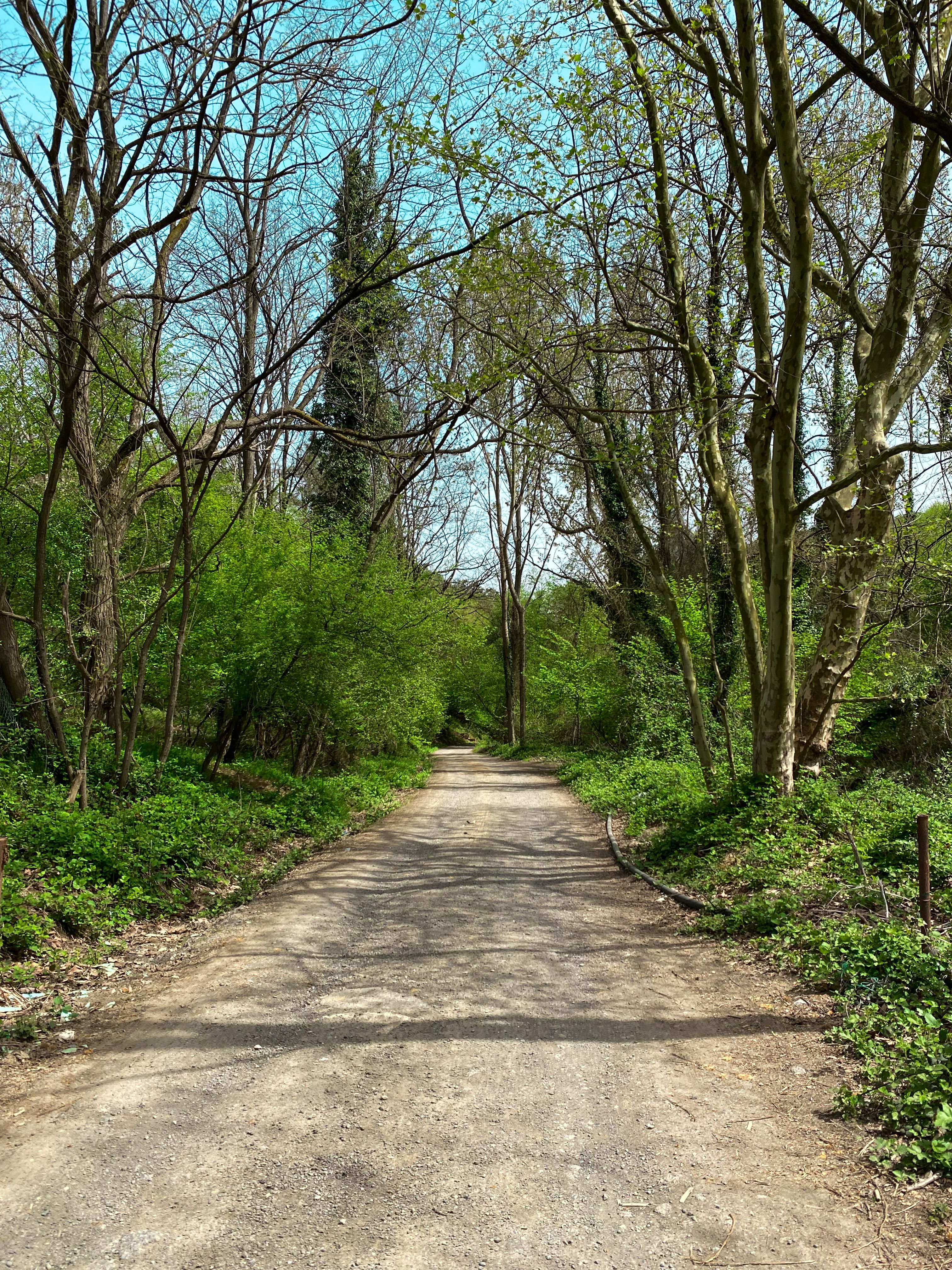 Dirt Pathway in Between Green Trees · Free Stock Photo
