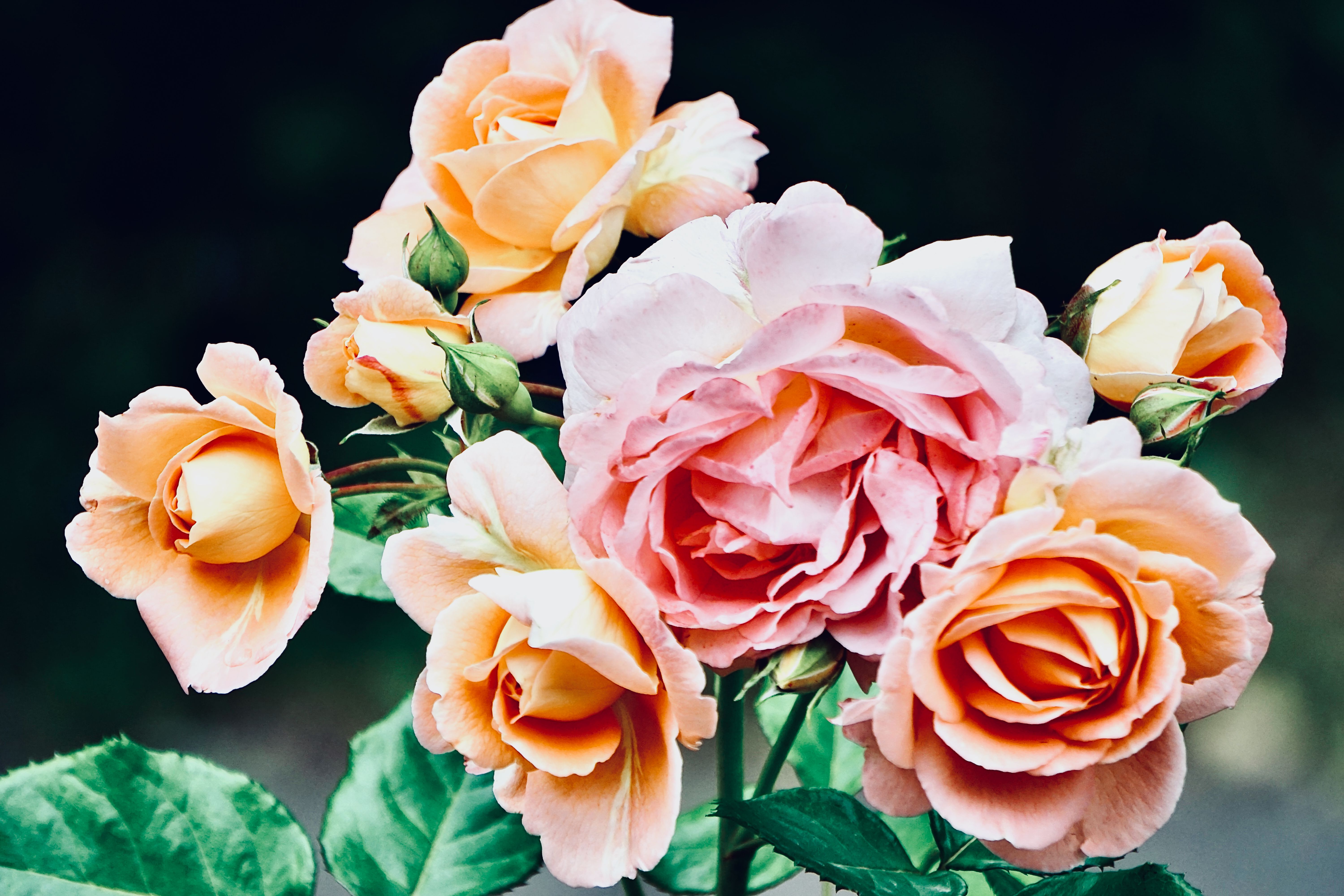 Roses in Bloom · Free Stock Photo