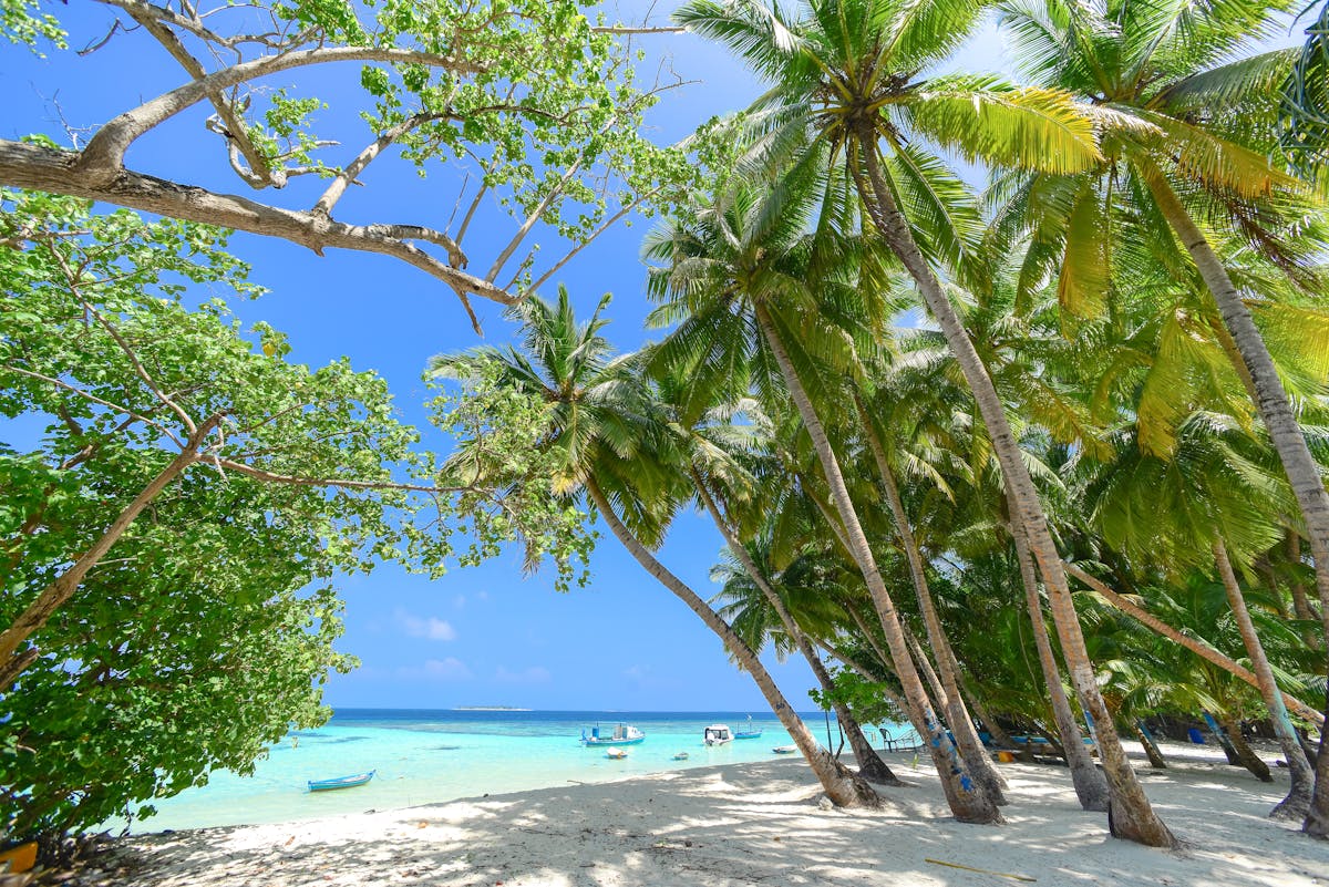 The Rhythmic Heartbeat of Aruba: Exploring the Island's Unique Music ...