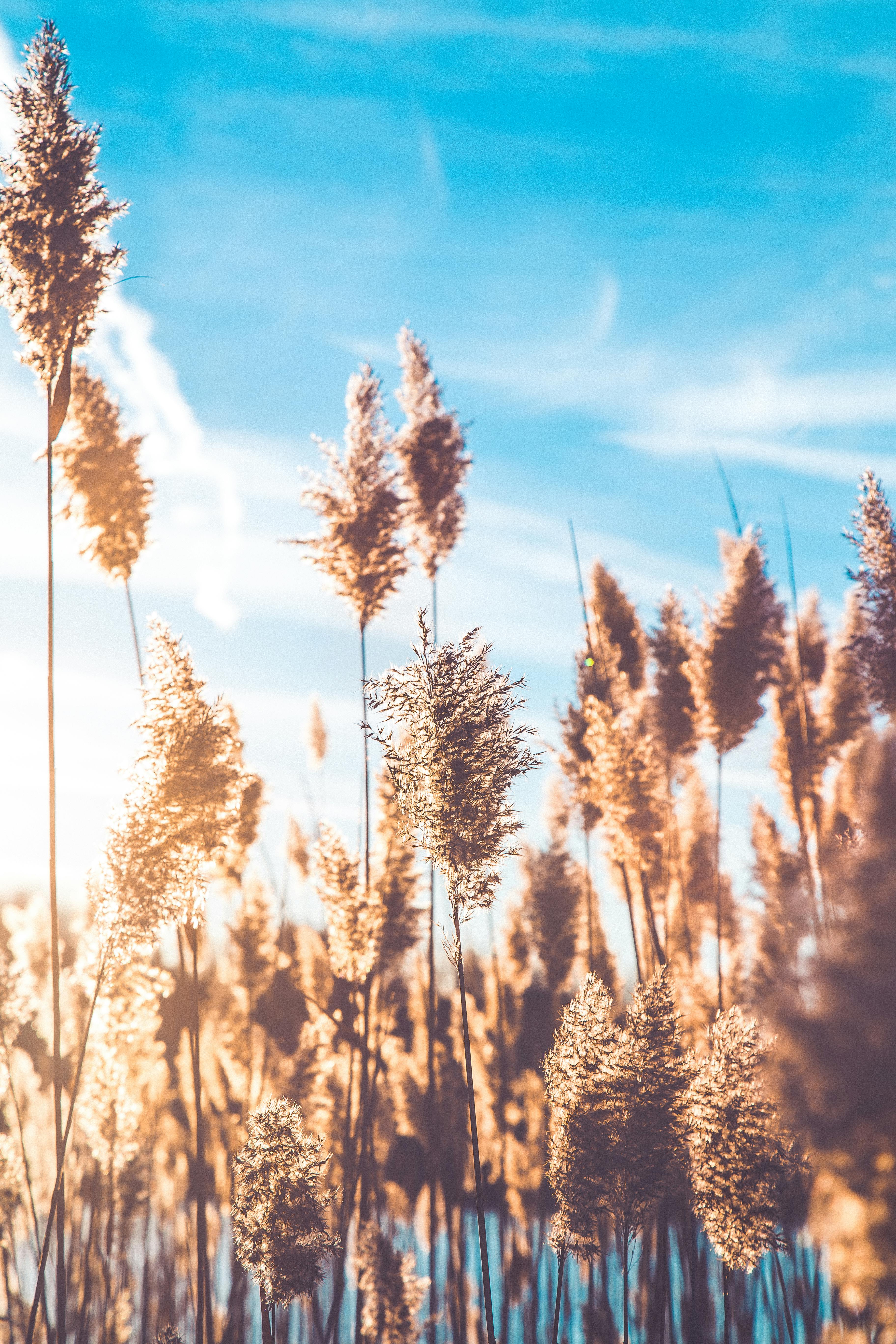 Close Up Photo of Dry Reed · Free Stock Photo