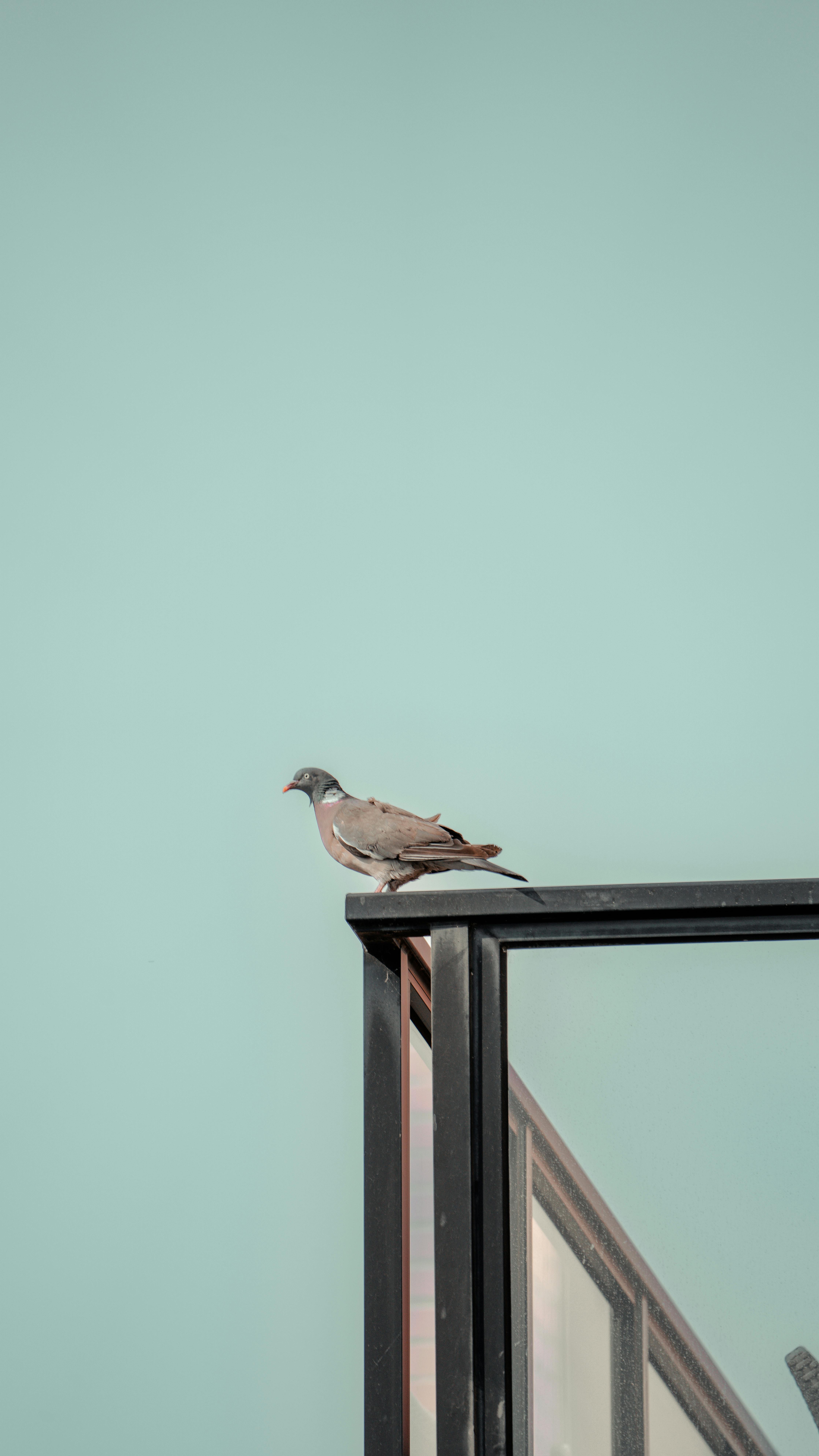 Pigeon Perching on Pipe · Free Stock Photo