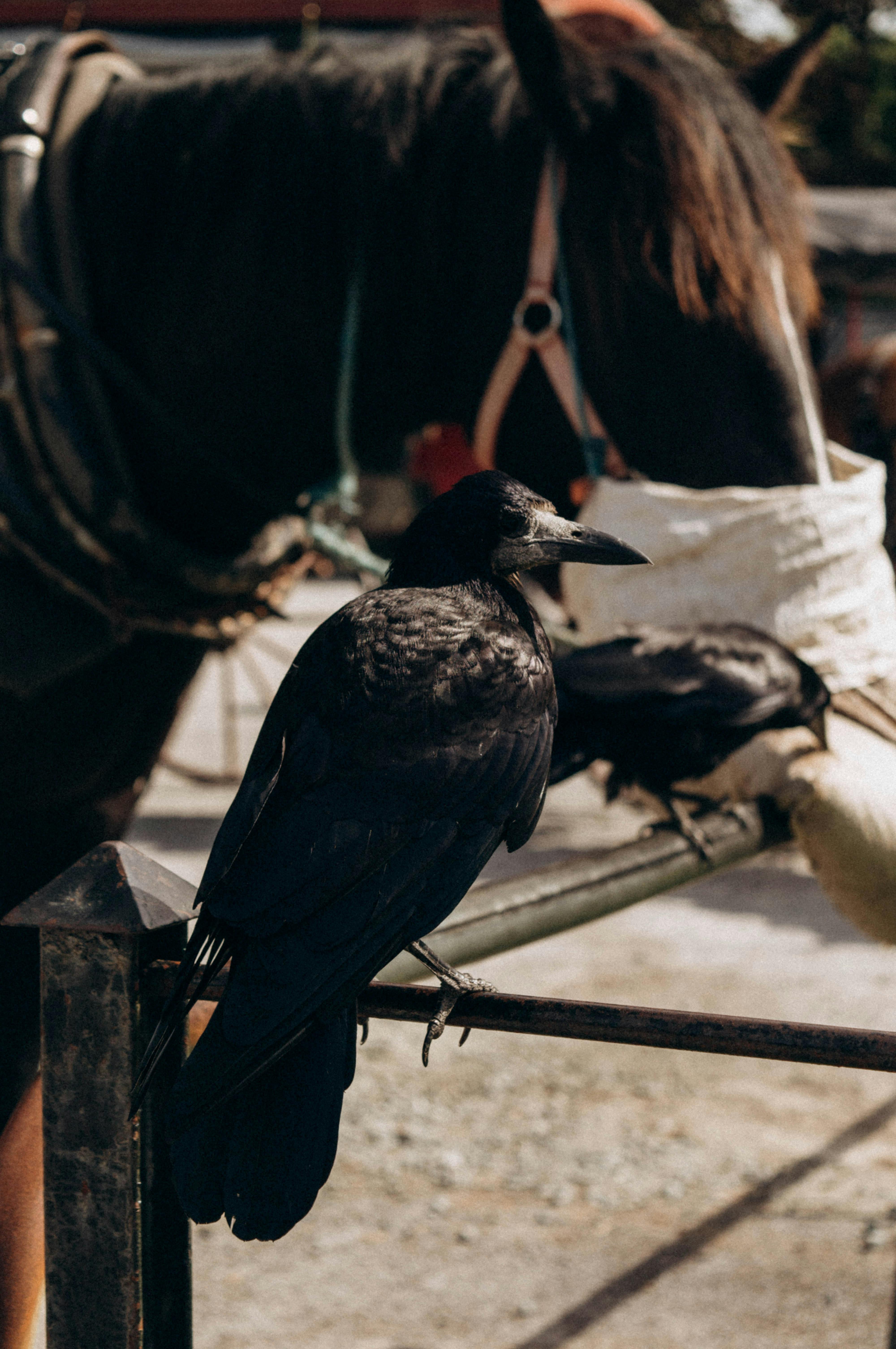 Black Rook on Grass · Free Stock Photo