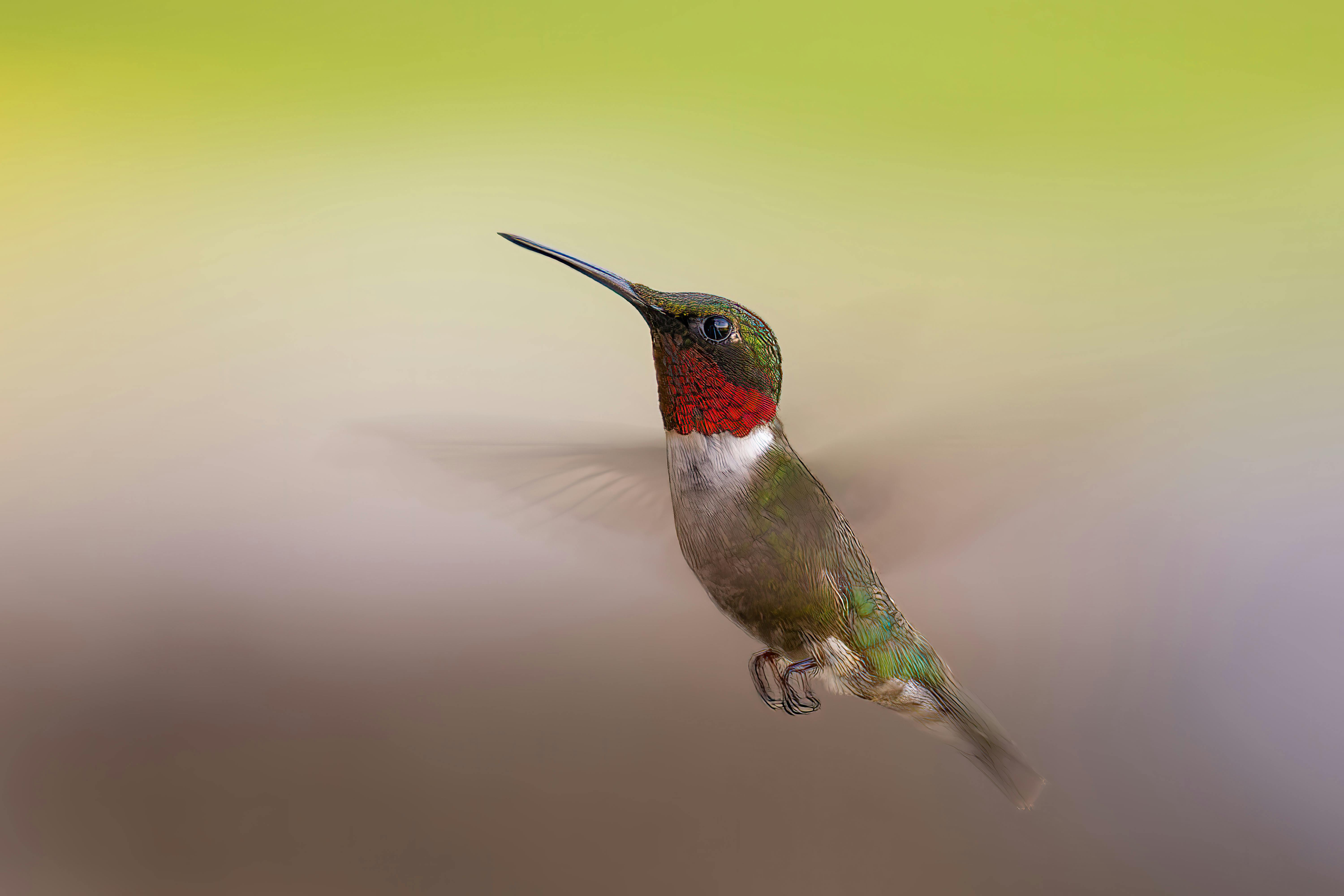 A Humming Bird Flying · Free Stock Photo
