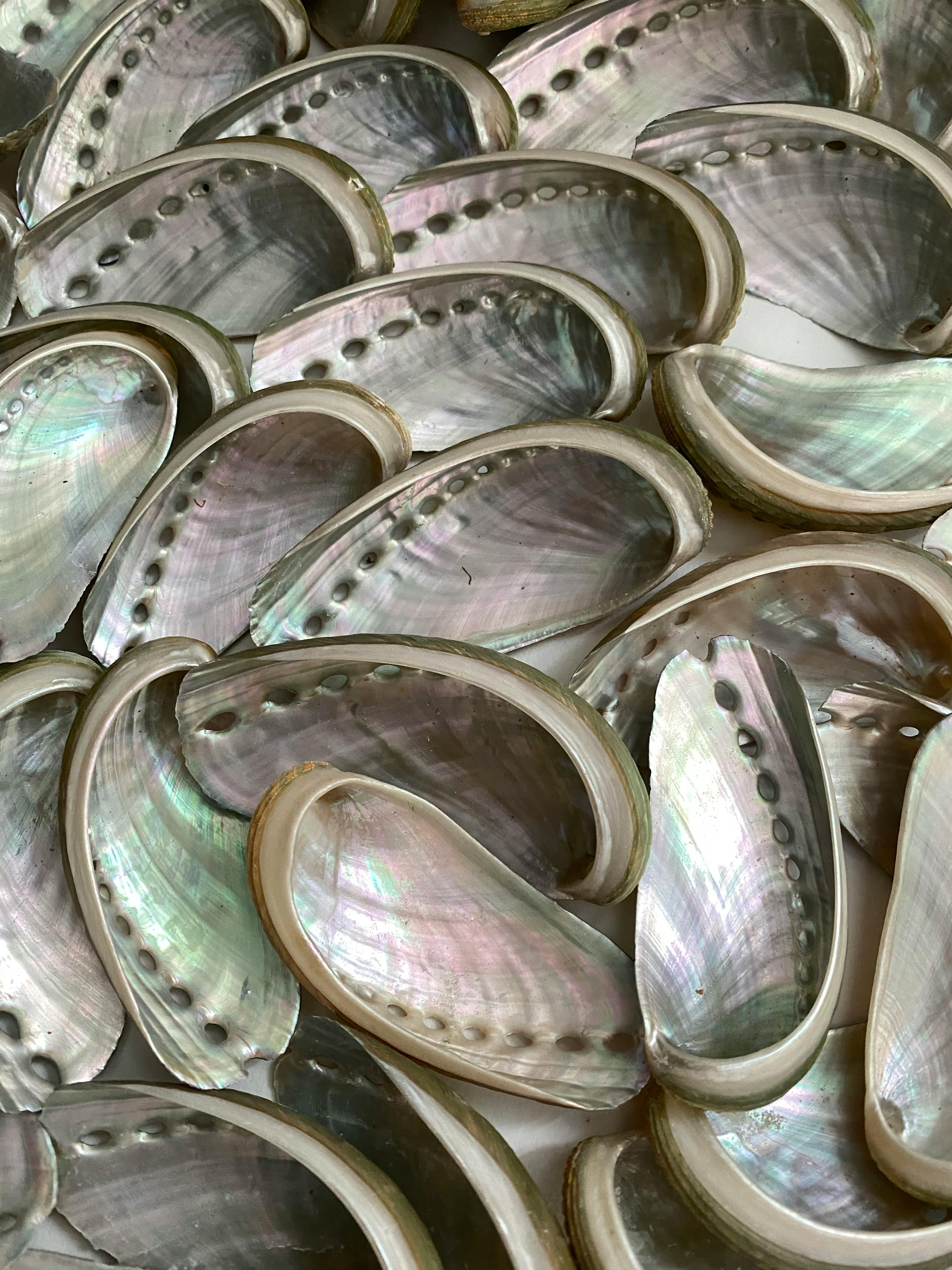 Close-Up Shot of Sea Urchins and Sea Shell on Wooden Surface · Free ...