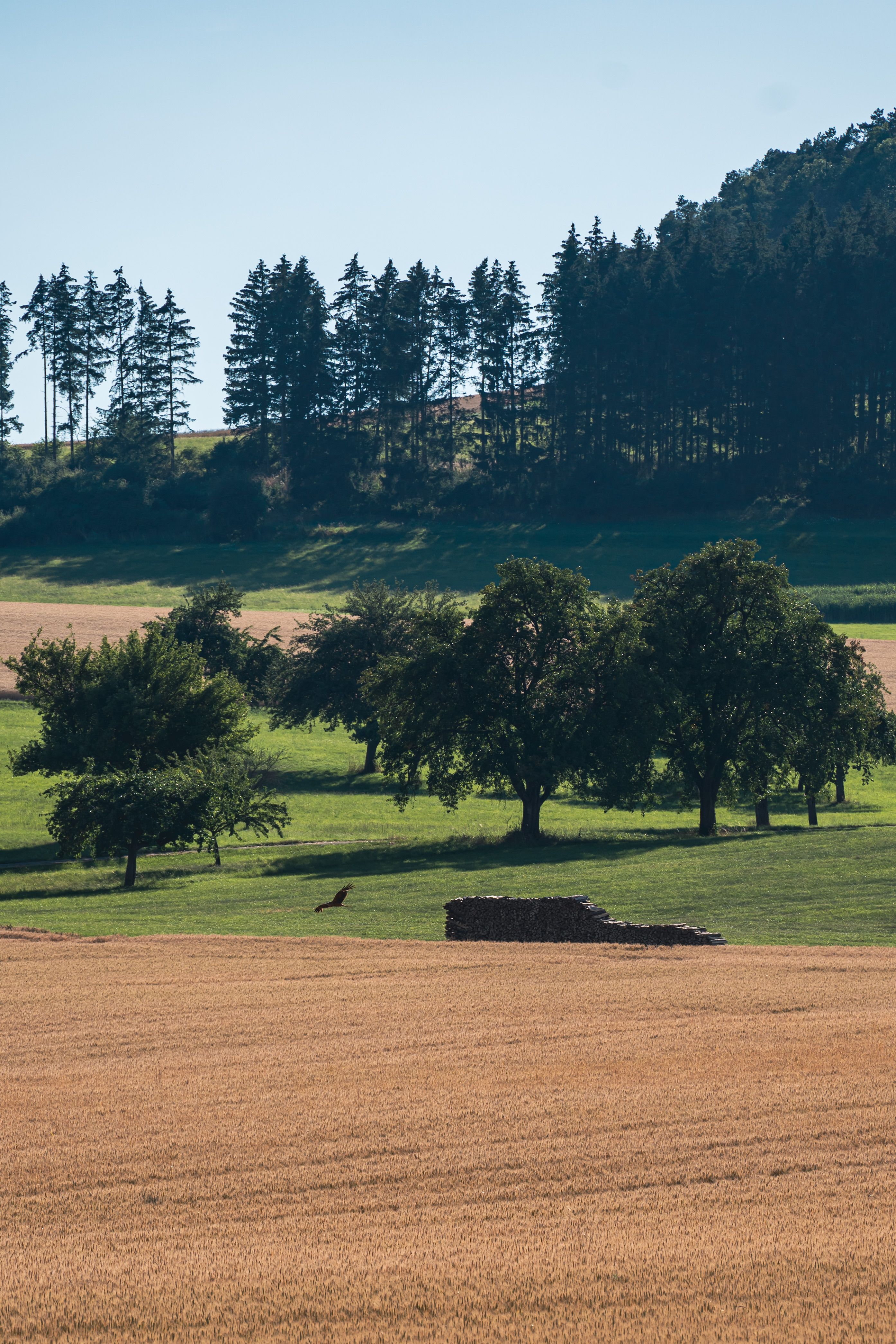 Clear Sky over Trees and Field · Free Stock Photo