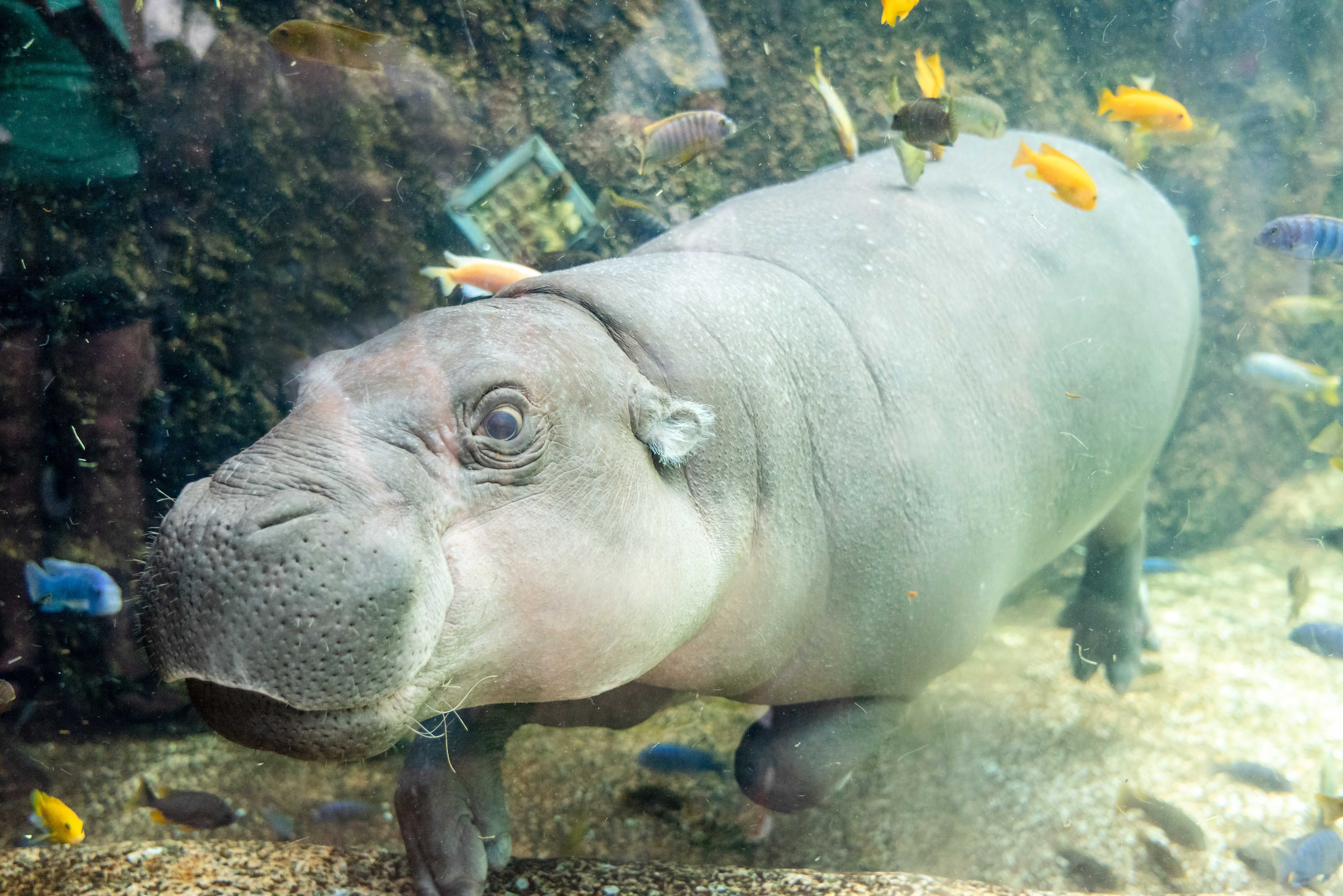 Swimming Calf of Hippopotamus · Free Stock Photo