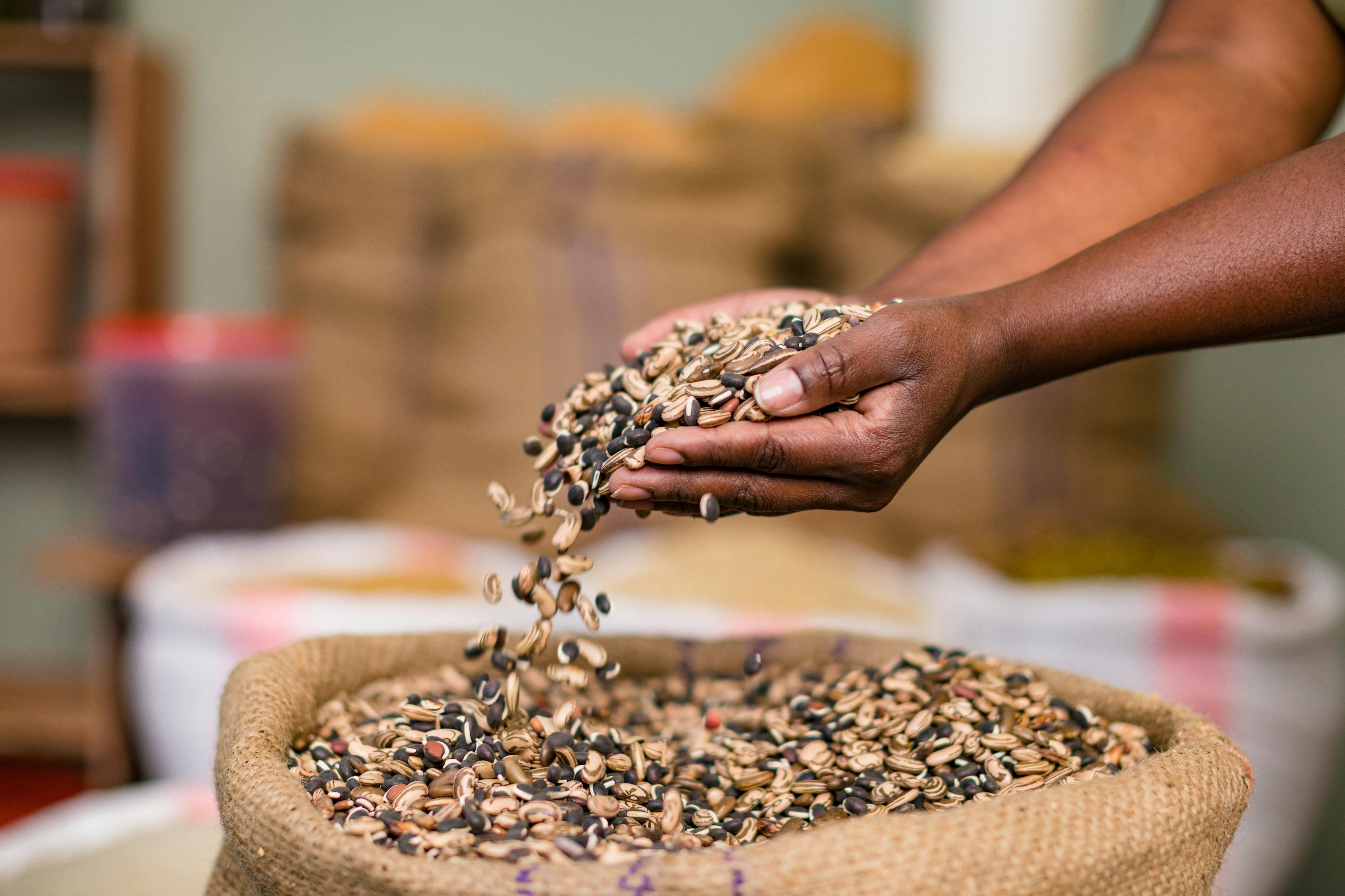 Seeds In Hands Photos, Download The BEST Free Seeds In Hands Stock ...