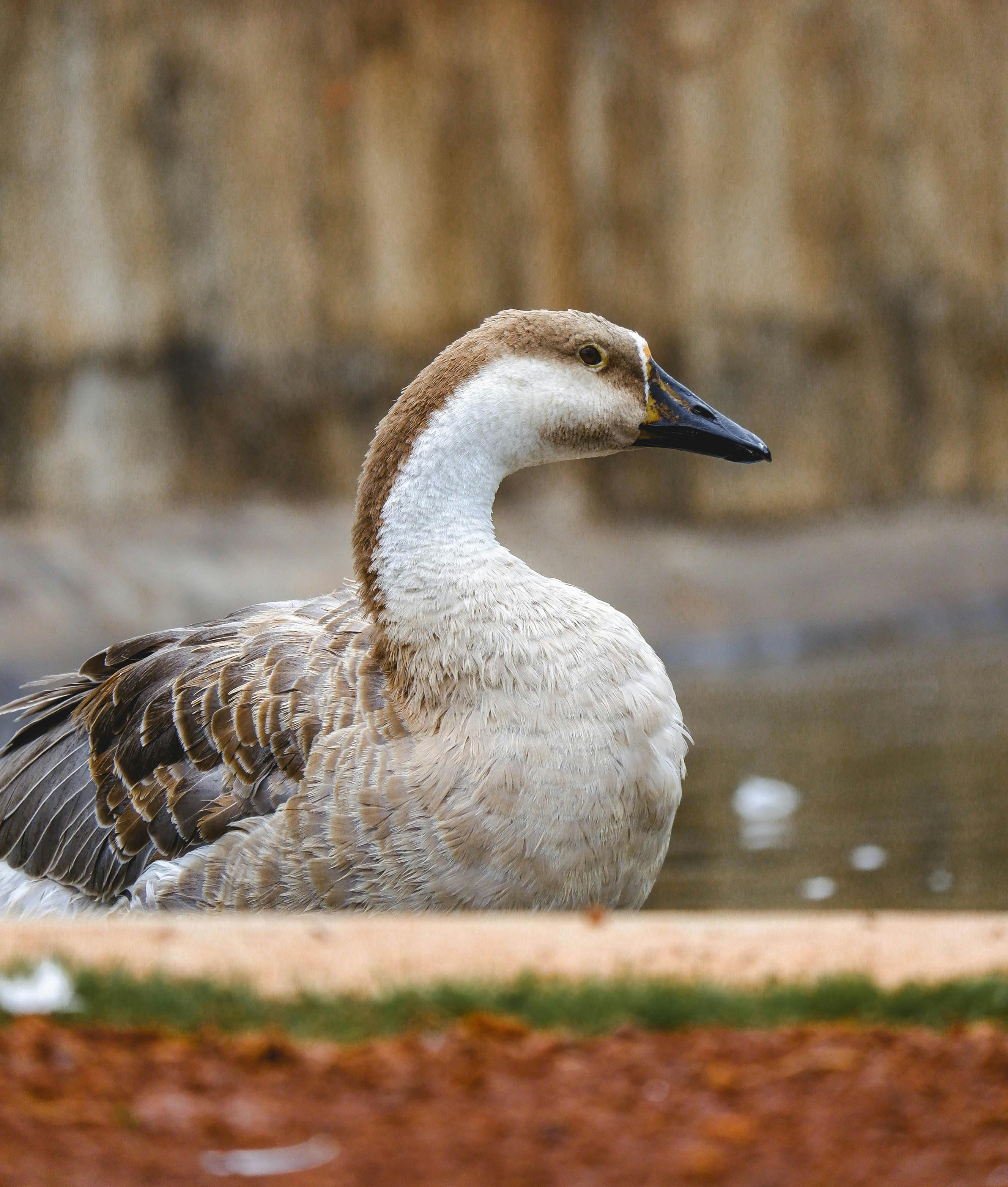 White Goose · Free Stock Photo