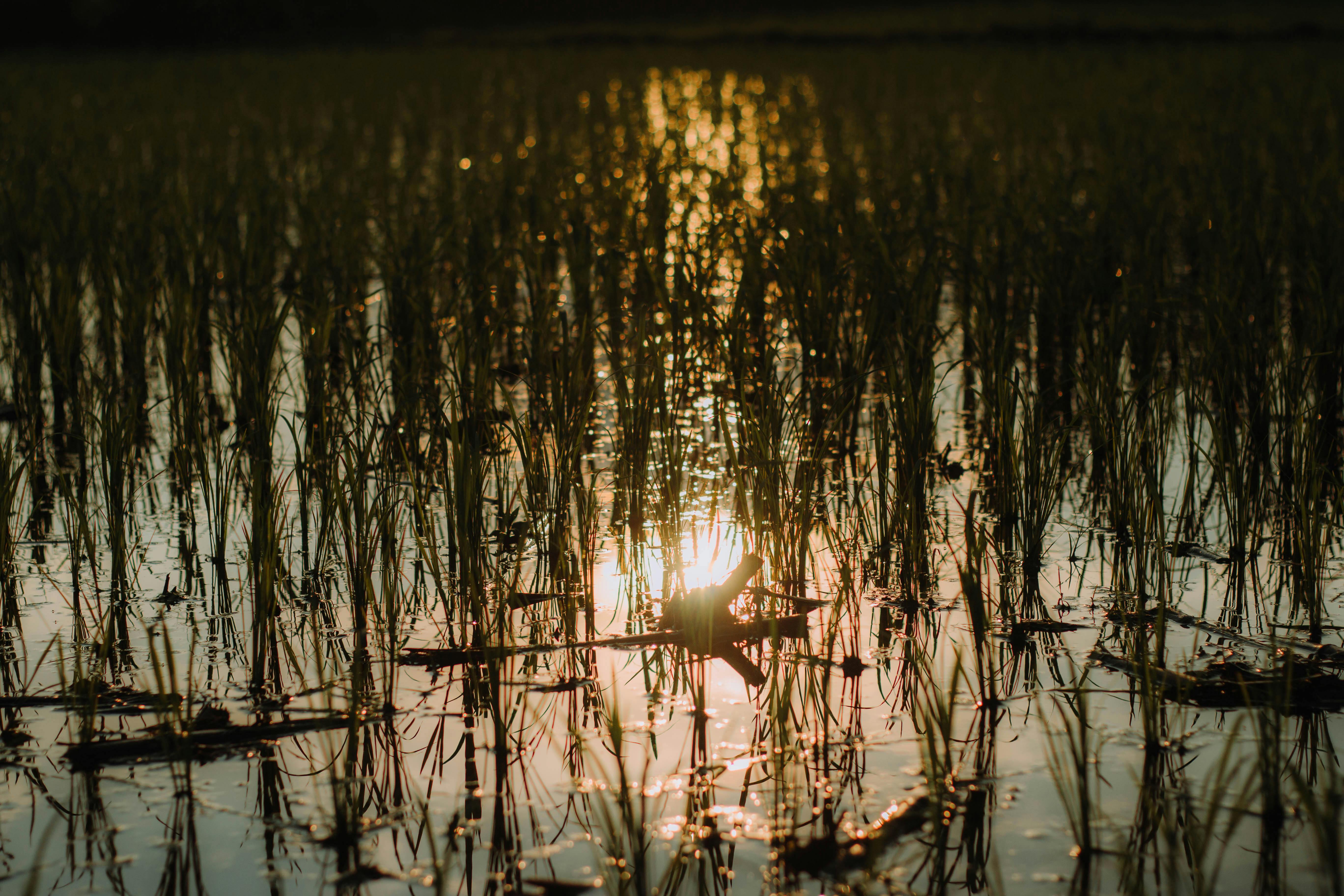 Close up of Green Rushes · Free Stock Photo