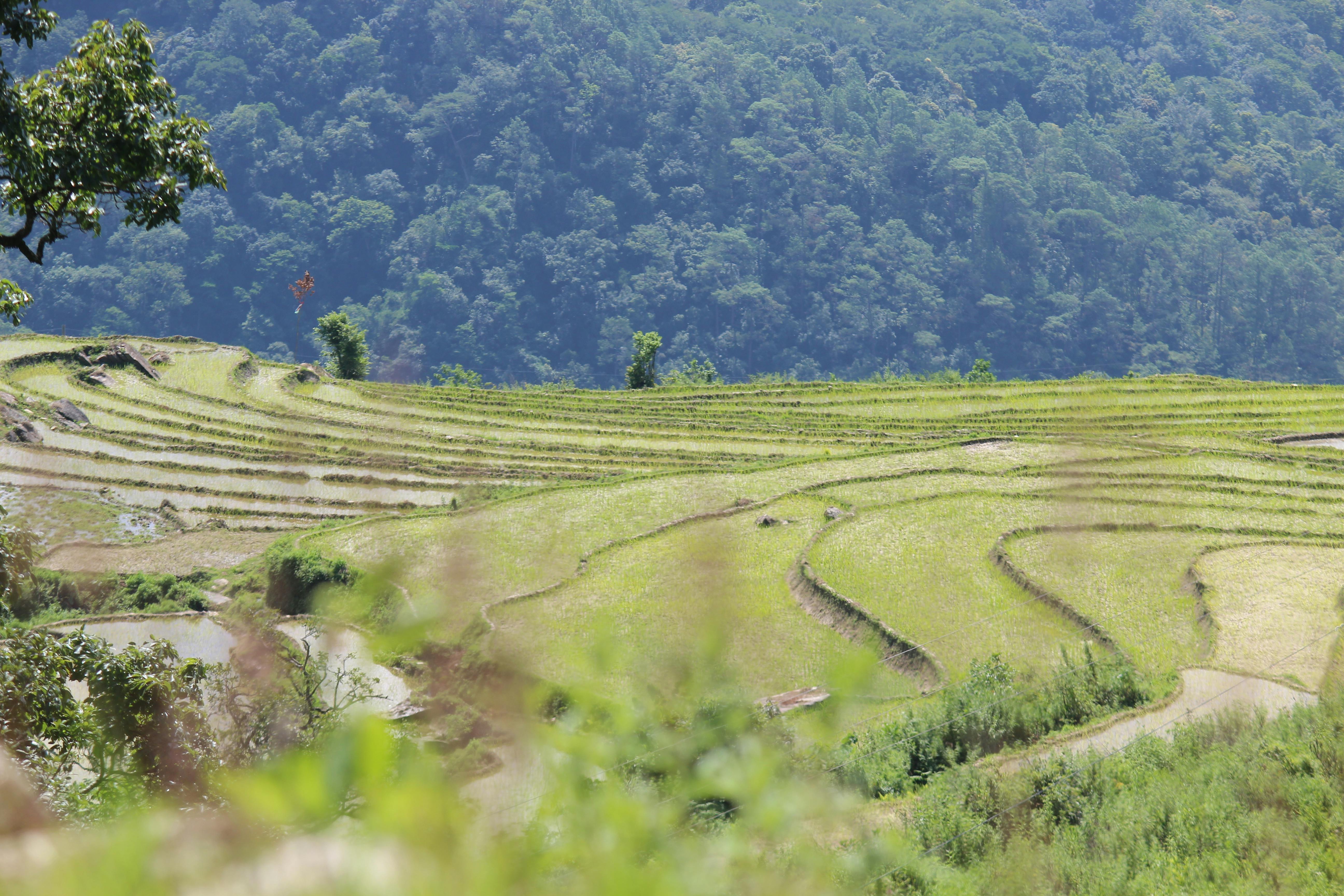 Aerial Photo of Rice Terraces · Free Stock Photo