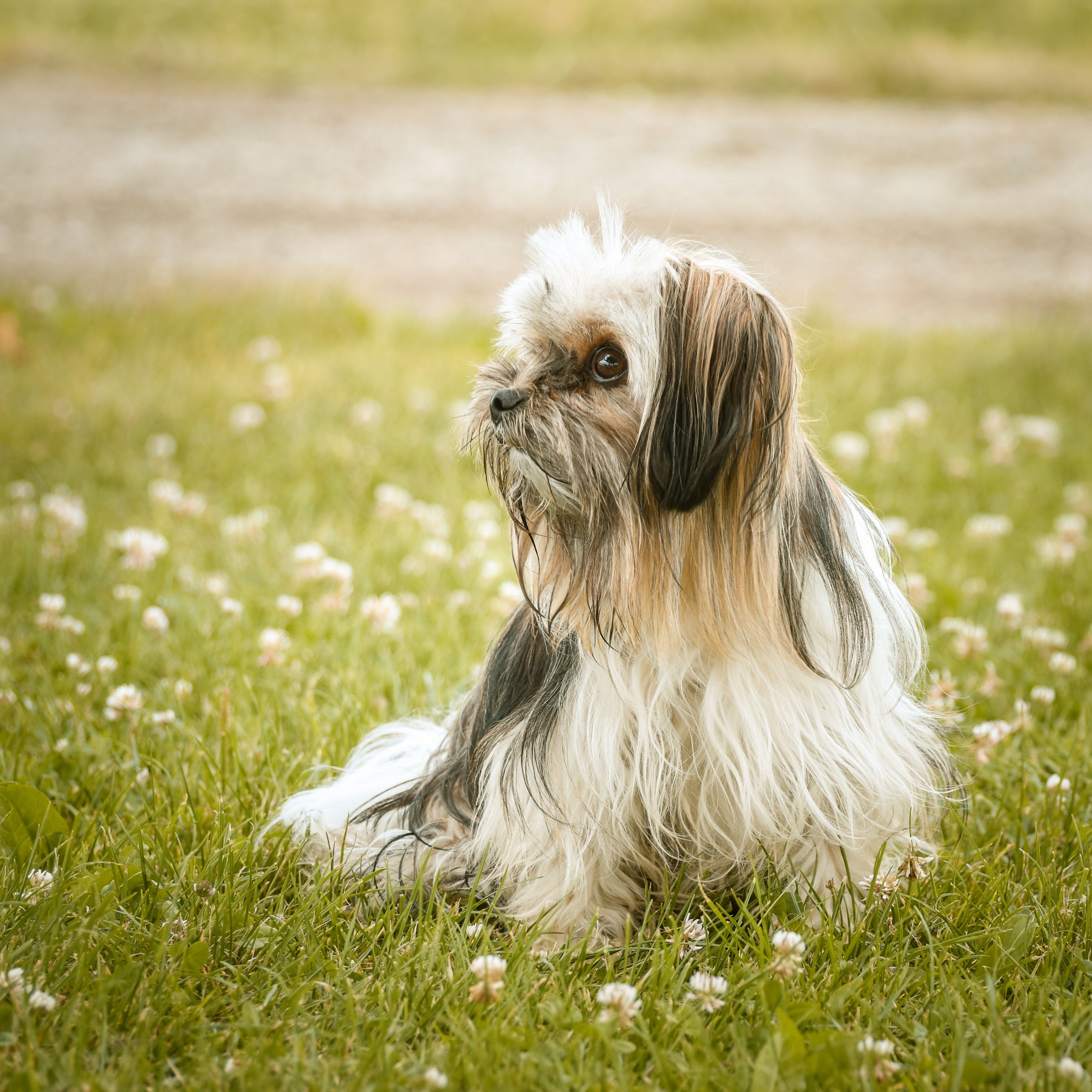 A Shih Tzu Sitting on a Grass Field · Free Stock Photo