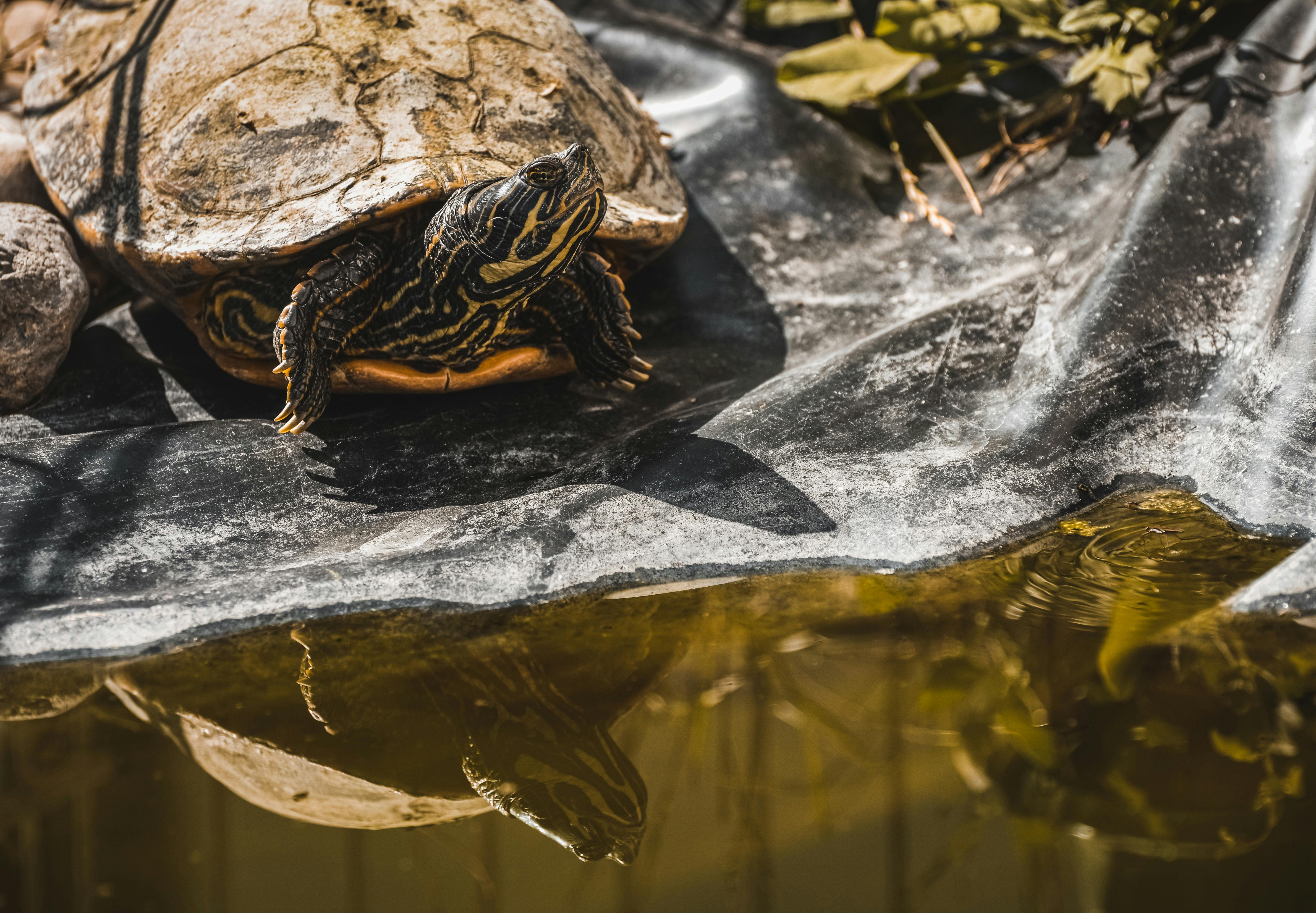 A Turtle on Gray Rock · Free Stock Photo