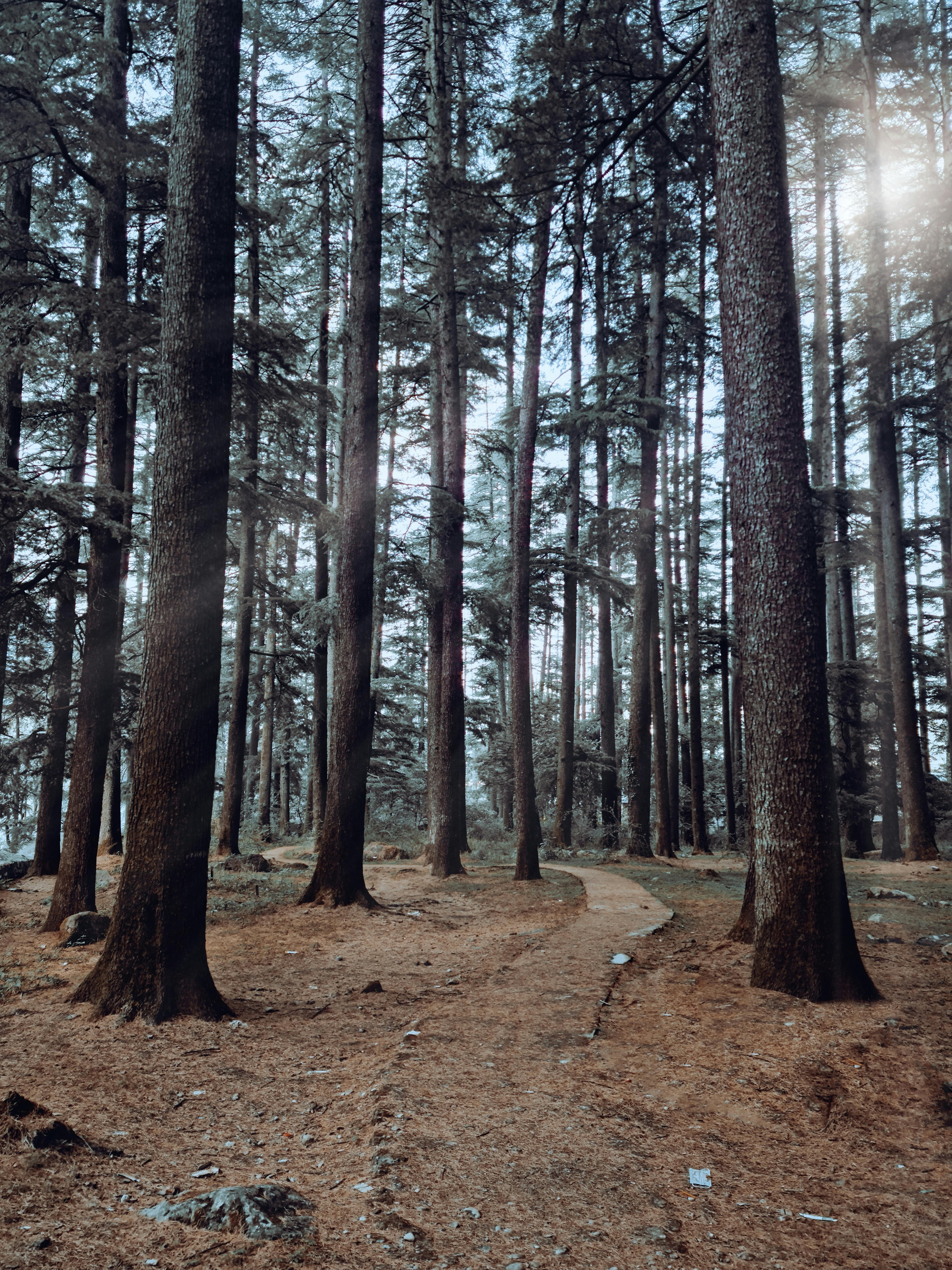 Brown Trees in the Forest · Free Stock Photo