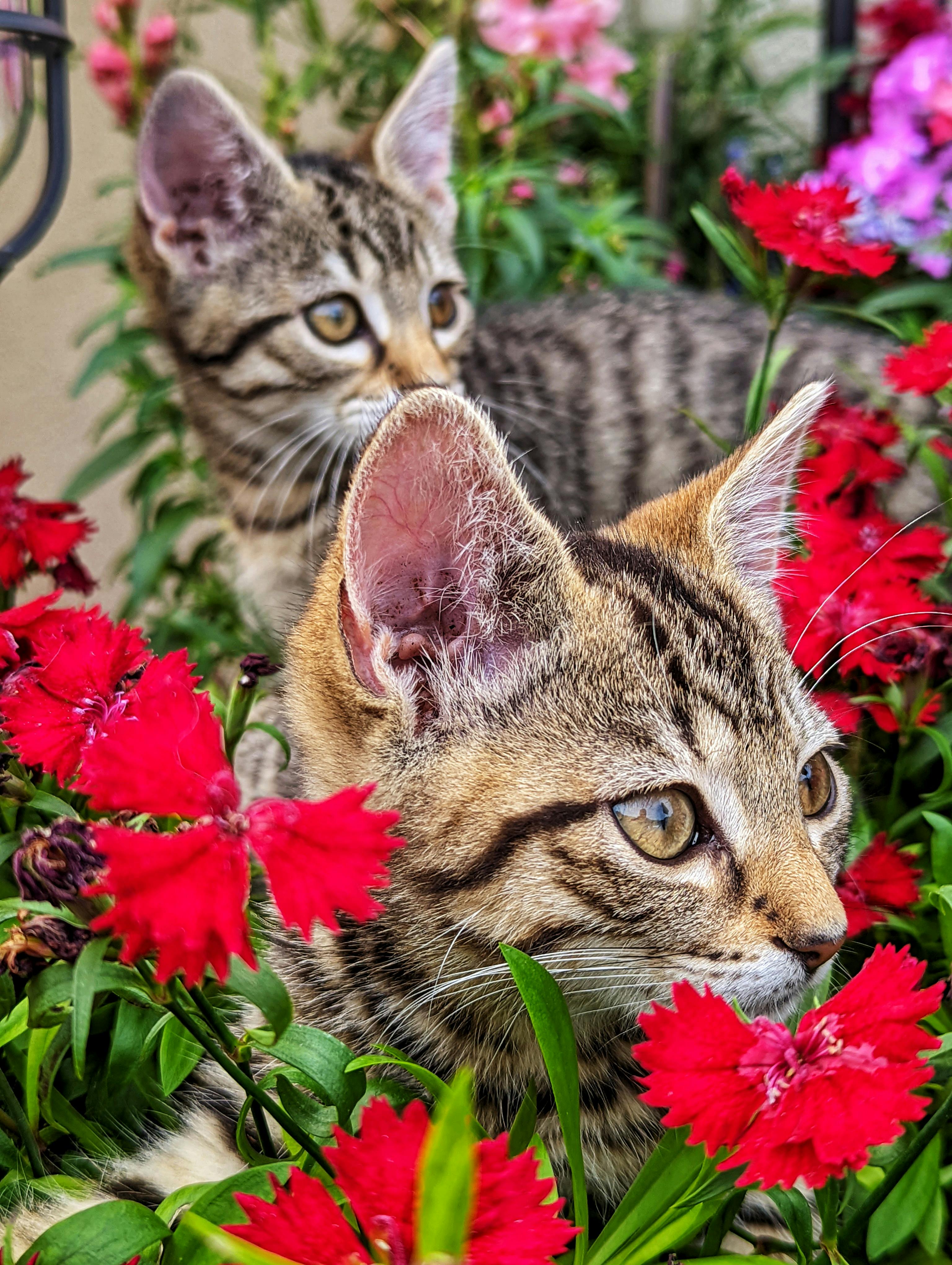 Cats Flowers Photos, Download The BEST Free Cats Flowers Stock Photos ...
