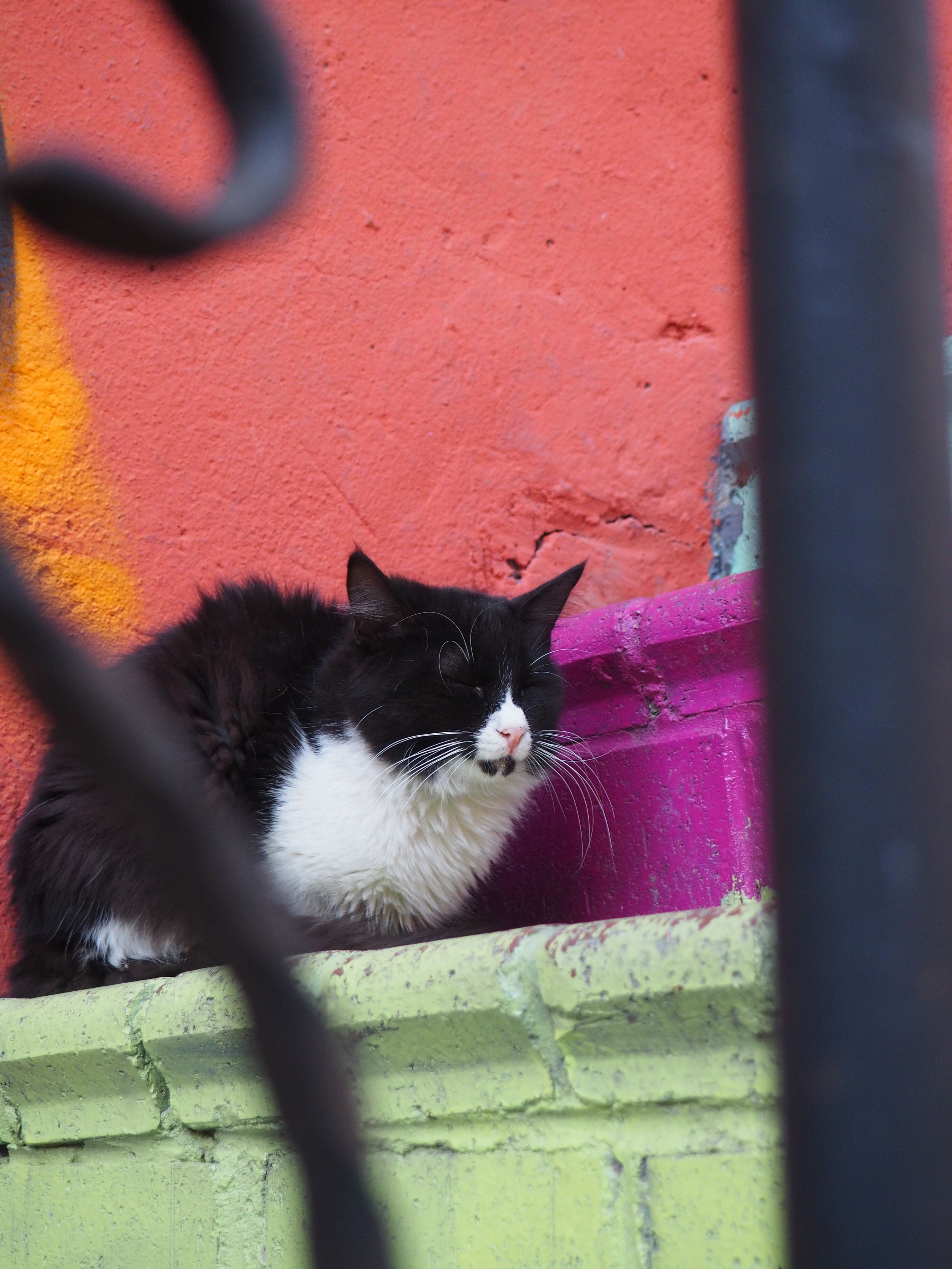 2 Cat Photos, Download The BEST Free 2 Cat Stock Photos & HD Images