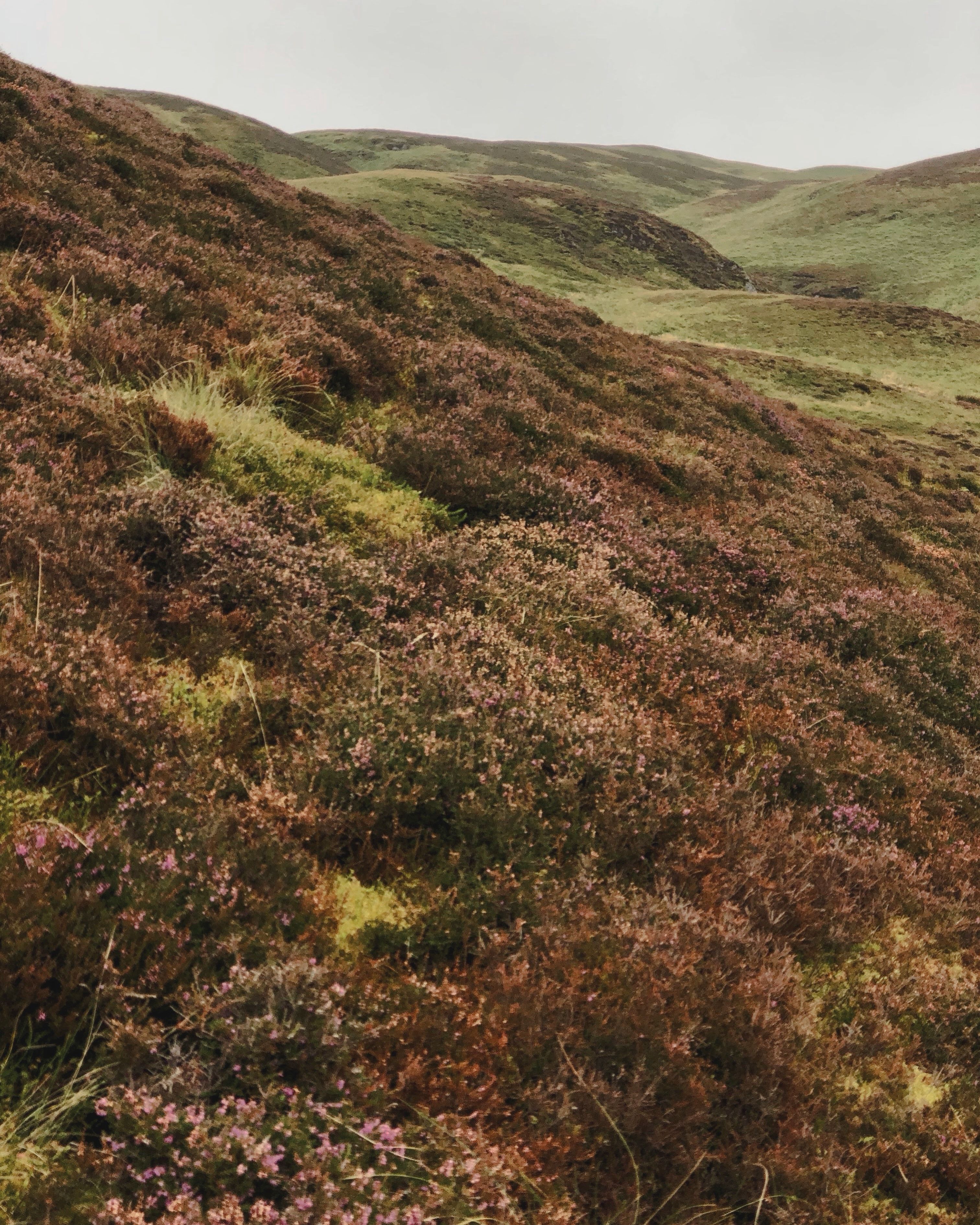 Shrubs on a Hillside · Free Stock Photo