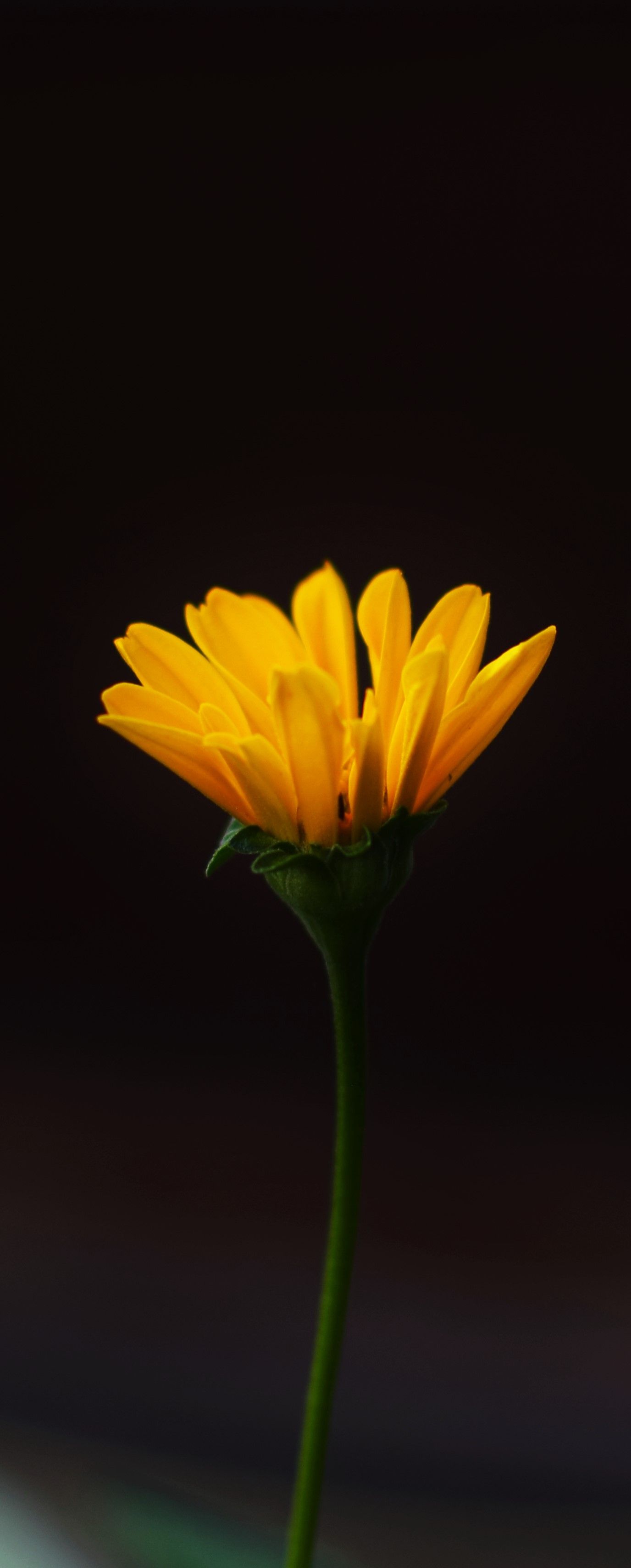 Photo of Woman Smelling Yellow Flower · Free Stock Photo